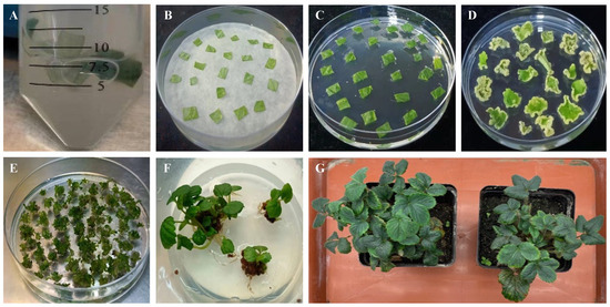 Plants | Free Full-Text | An Efficient Agrobacterium-Mediated Genetic ...