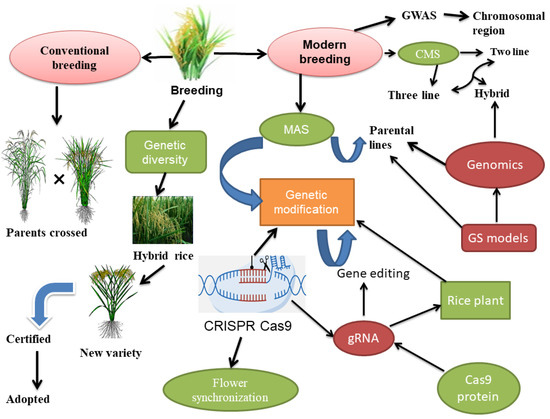 Hybrid Rice Production: A Worldwide Review of Floral Traits and ...