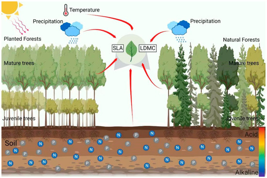 Plants | Free Full-Text | Forest Age Drives the Resource Utilization ...