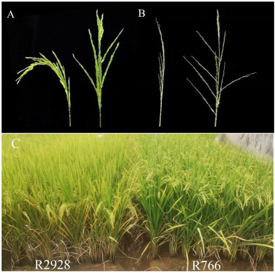 Application of Open Panicle Traits in Improving the Filling ...