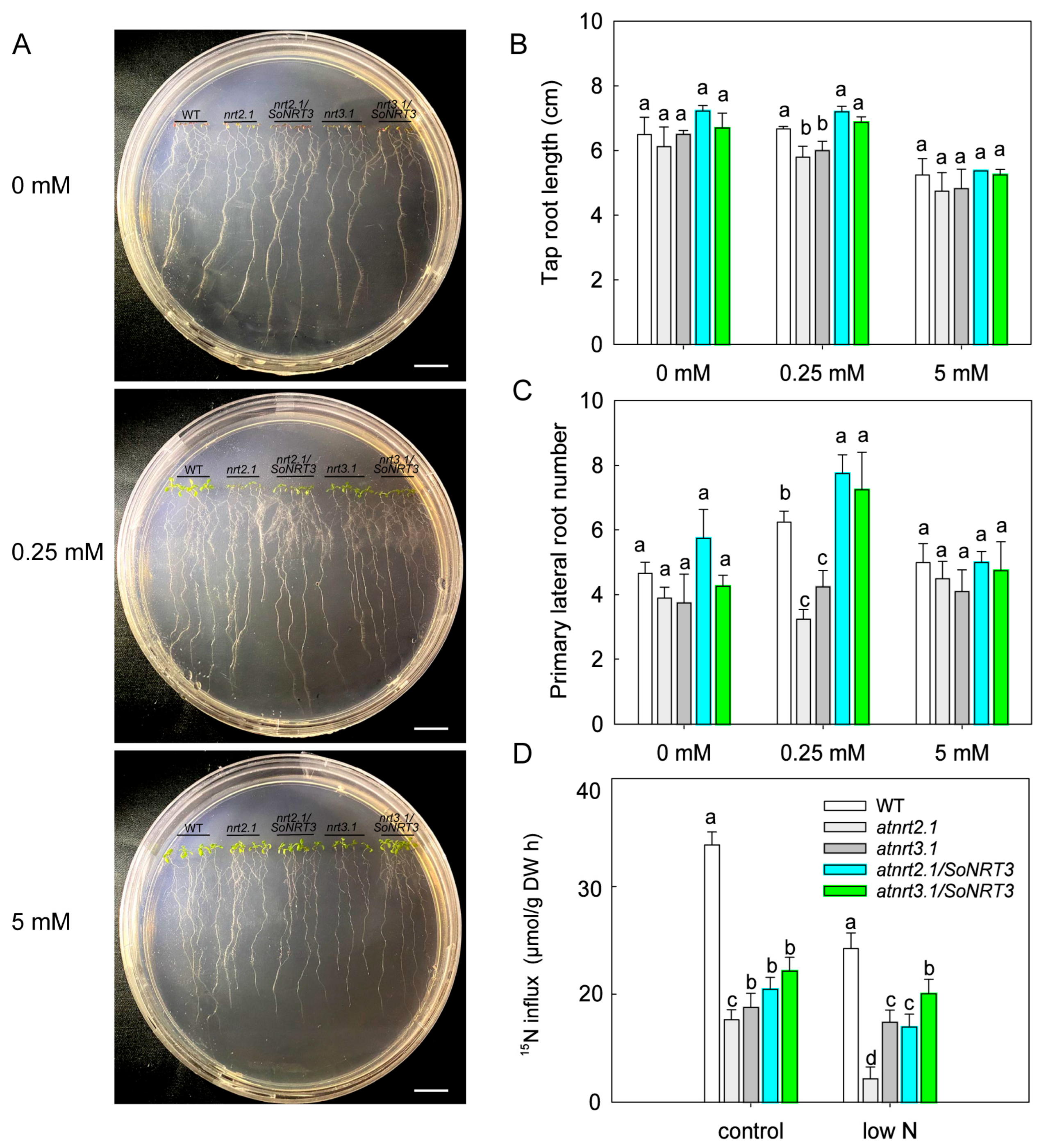 Spinach SoNRT3 Interacts with SoNRT2a to Improve Low-Nitrogen Tolerance ...
