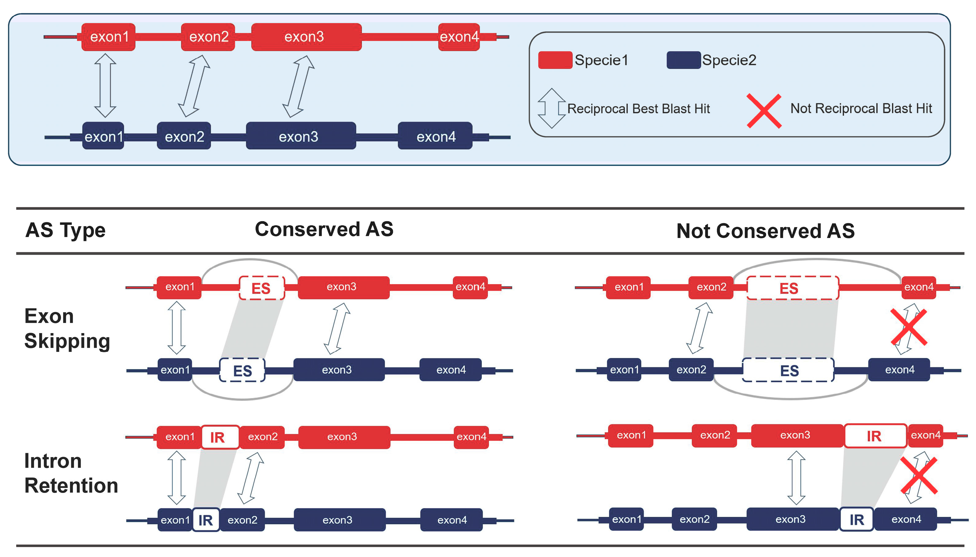 Conservation and Remodeling of Alternative Splicing Landscapes in the ...