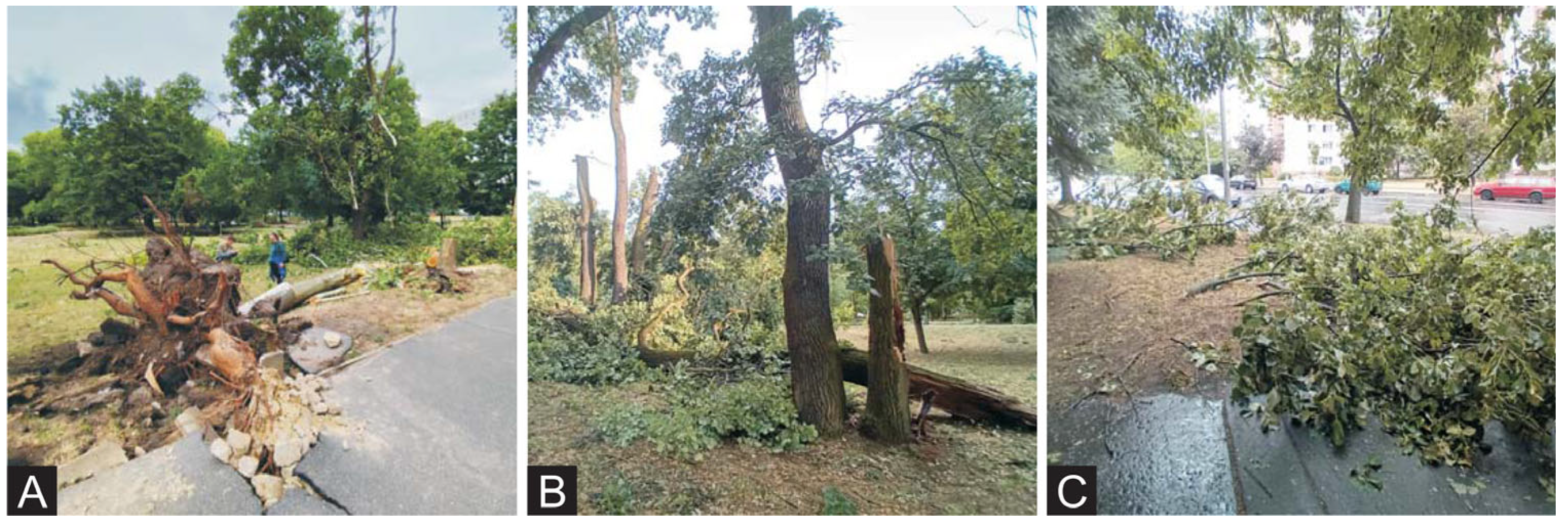 Storm-Induced Wind Damage to Urban Trees and Residents’ Perceptions ...