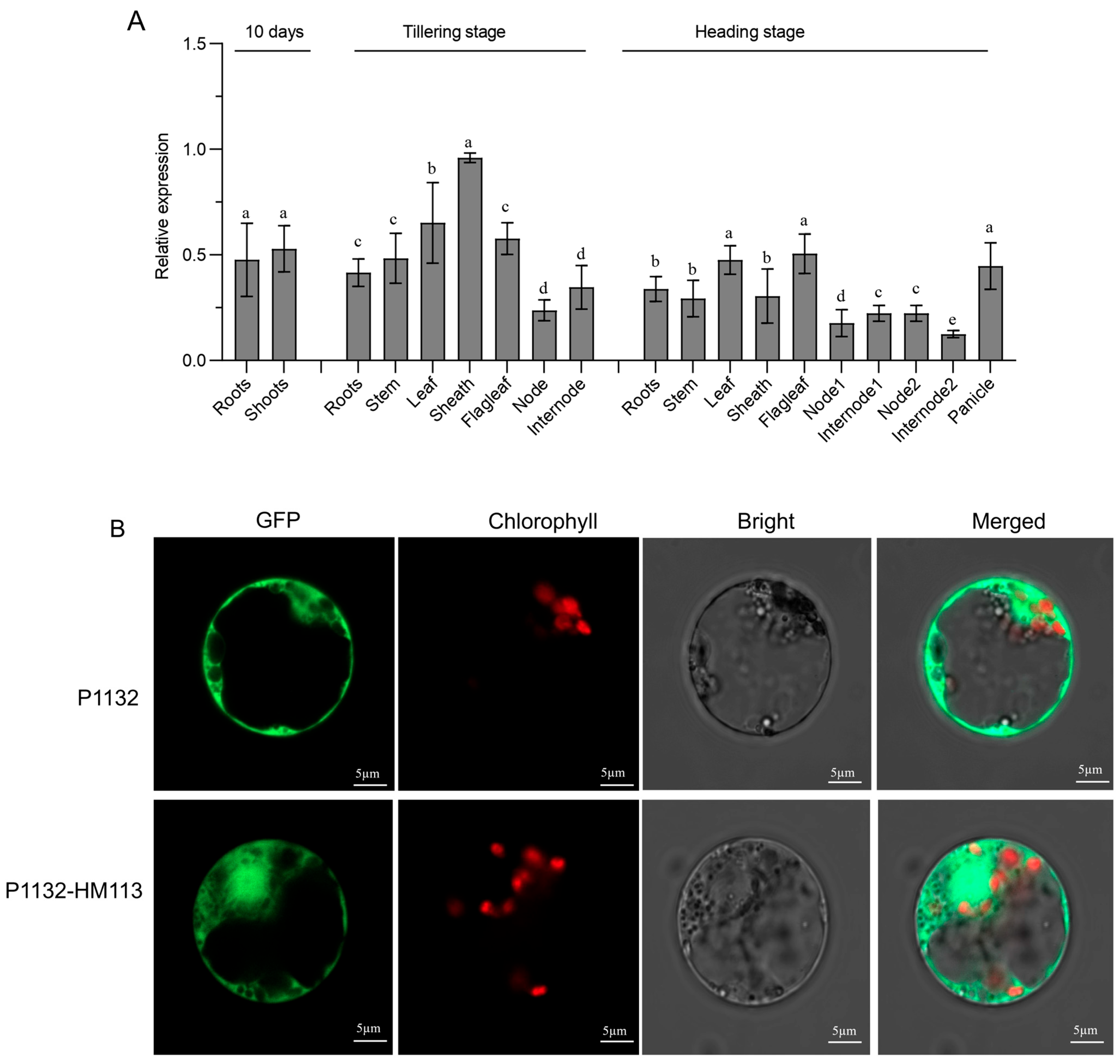 Functional Characterization of Rice Spotted-Leaf Mutant HM113 Reveals ...