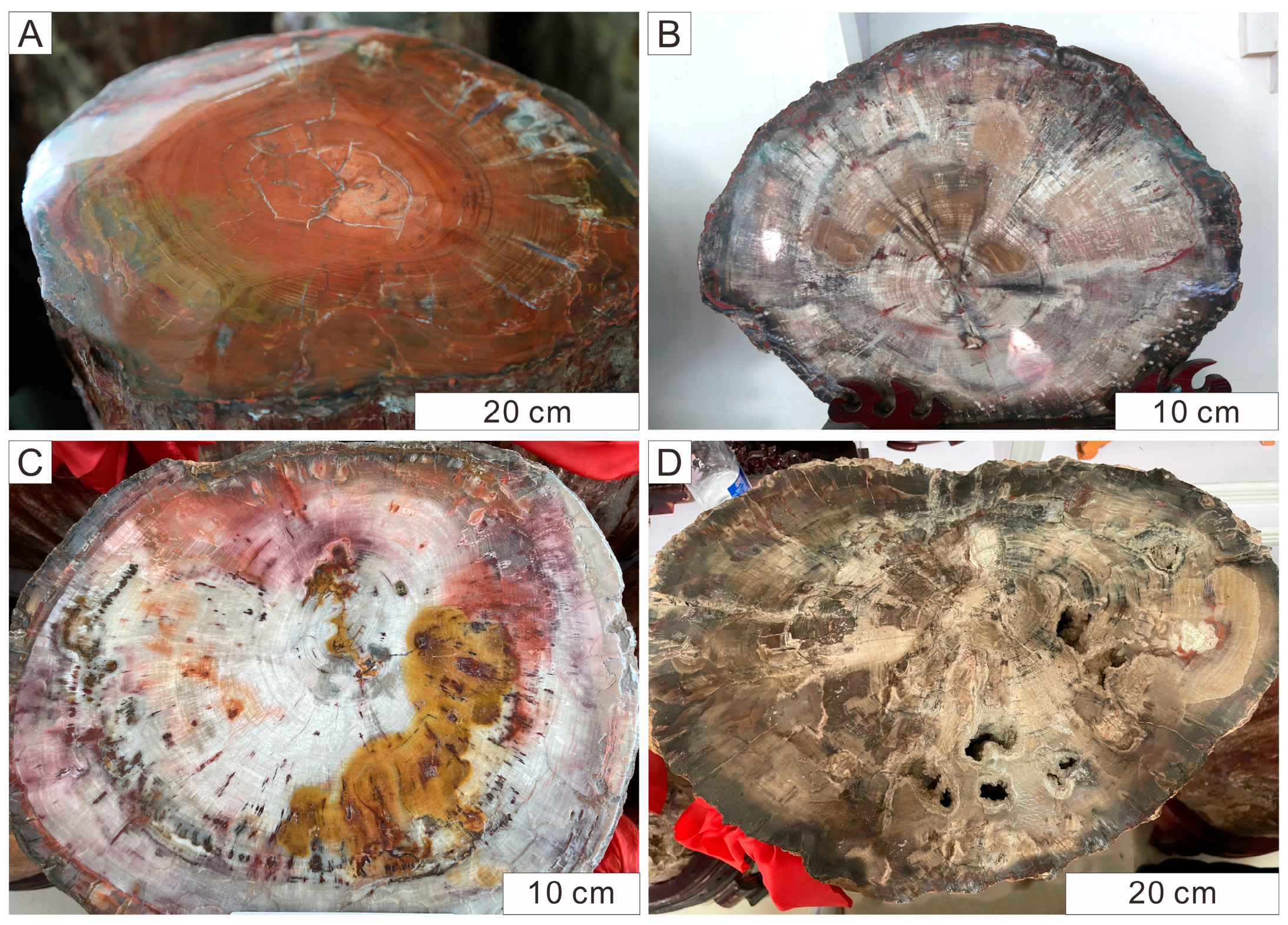 Well-Preserved Structure of Silicified Wood: A Case Study from Qitai ...