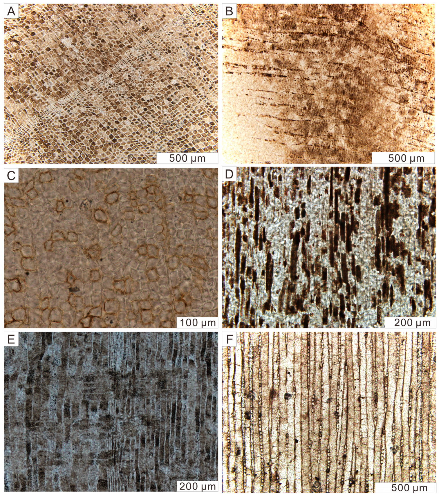 Well-Preserved Structure of Silicified Wood: A Case Study from Qitai ...