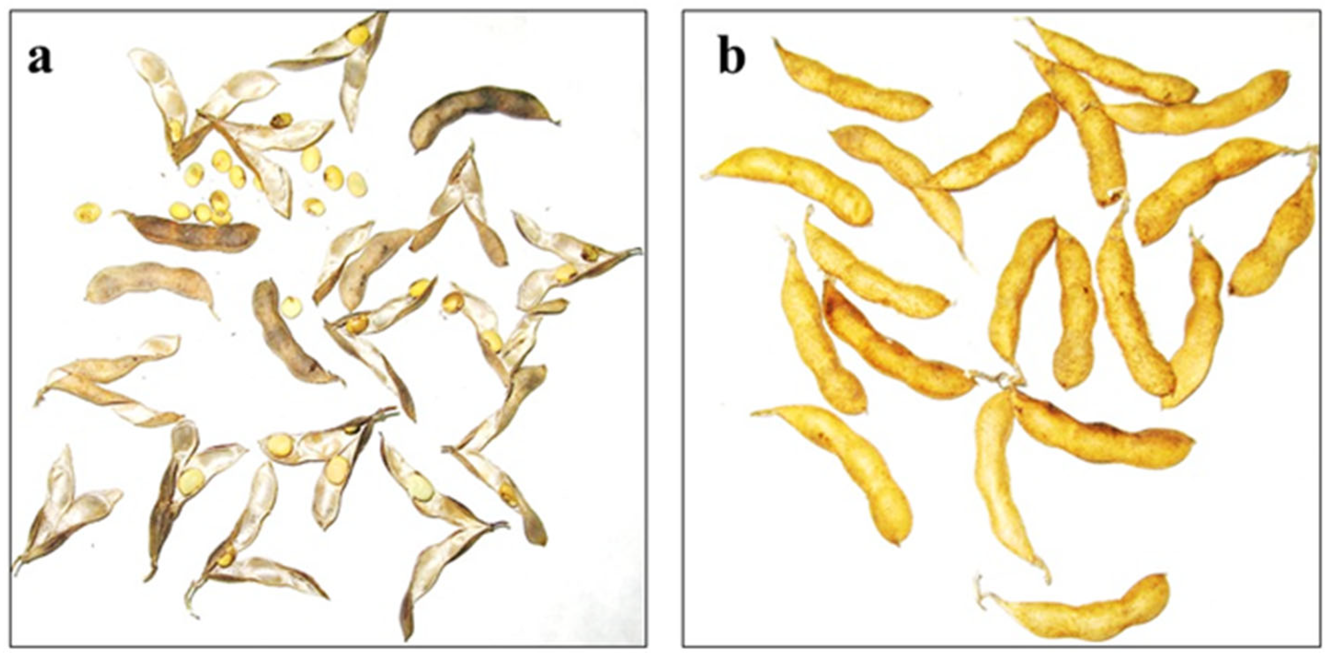 Pod Dehiscence in Soybean: Genome Wide Association Study and Genomic ...