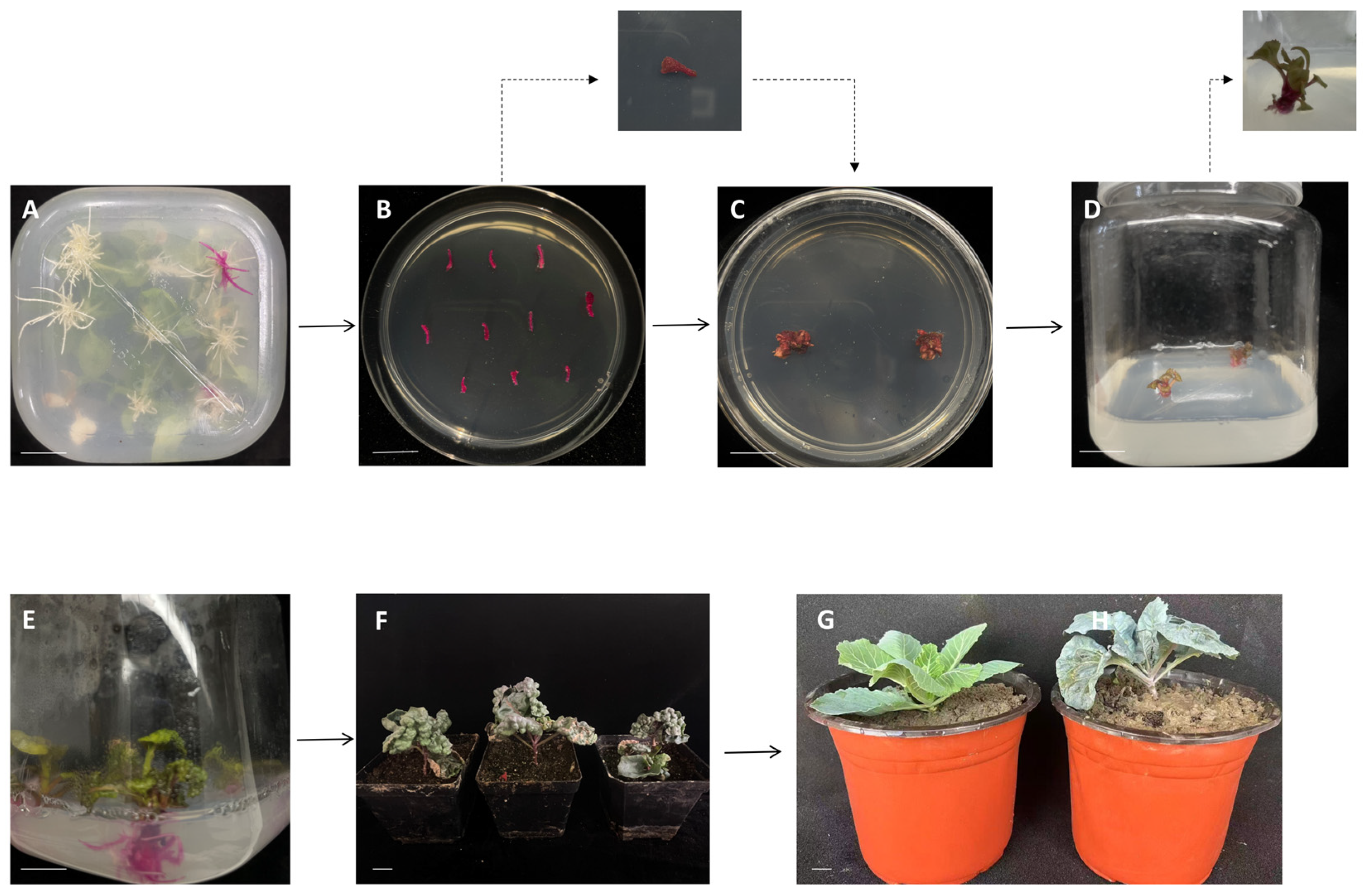 Study on Genetic Transformation System of Cabbage (Brassica oleracea ...