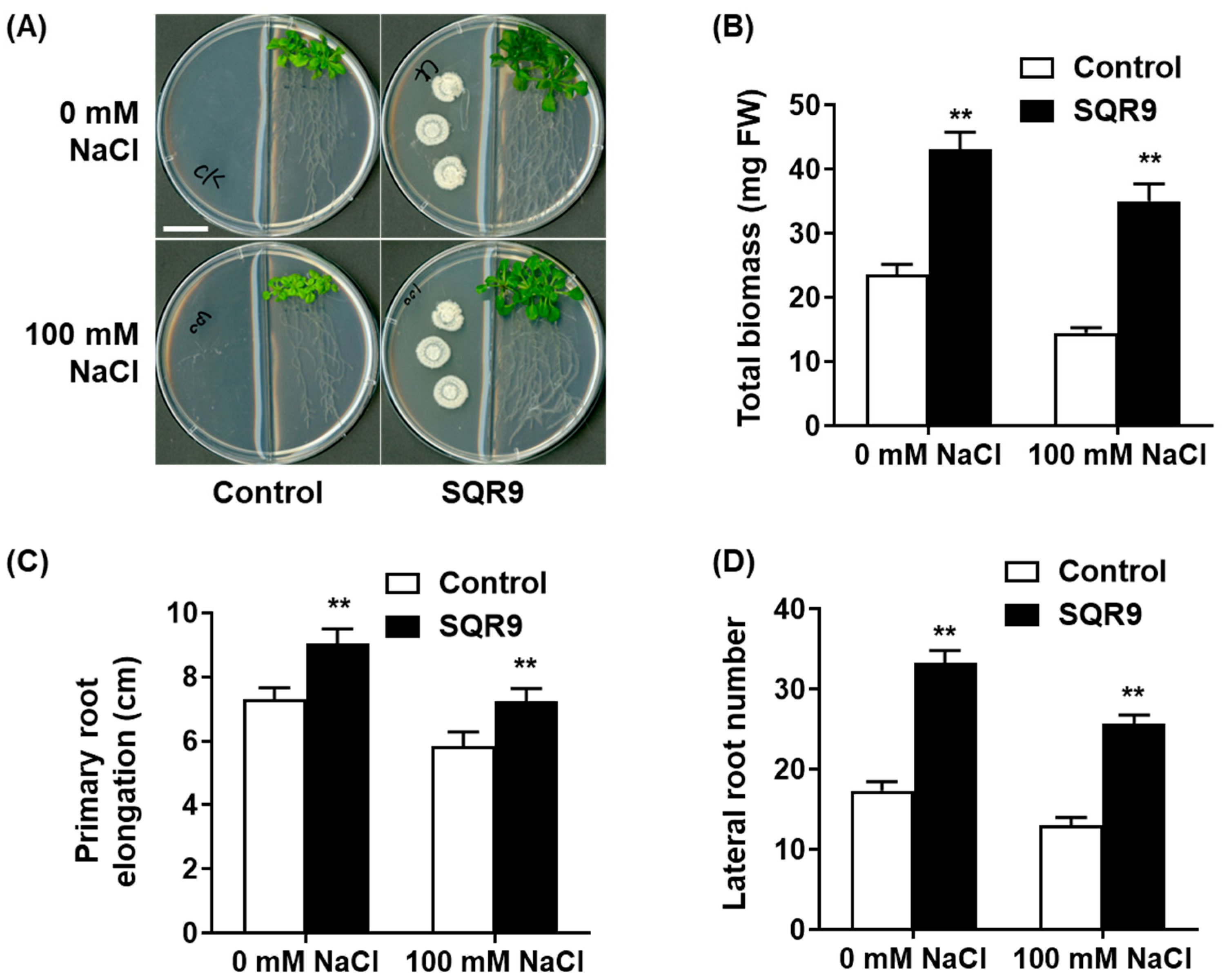 Bacillus velezensis SQR9-Emitted Volatiles Enhance Arabidopsis Salt ...