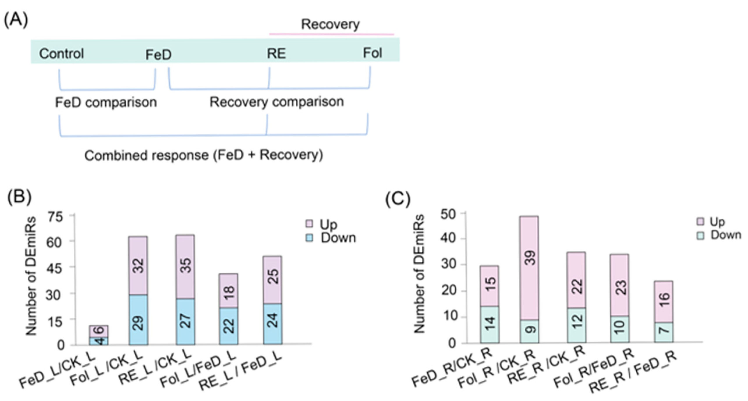Identification of miRNAs Responsive to a Defined Period of Iron ...