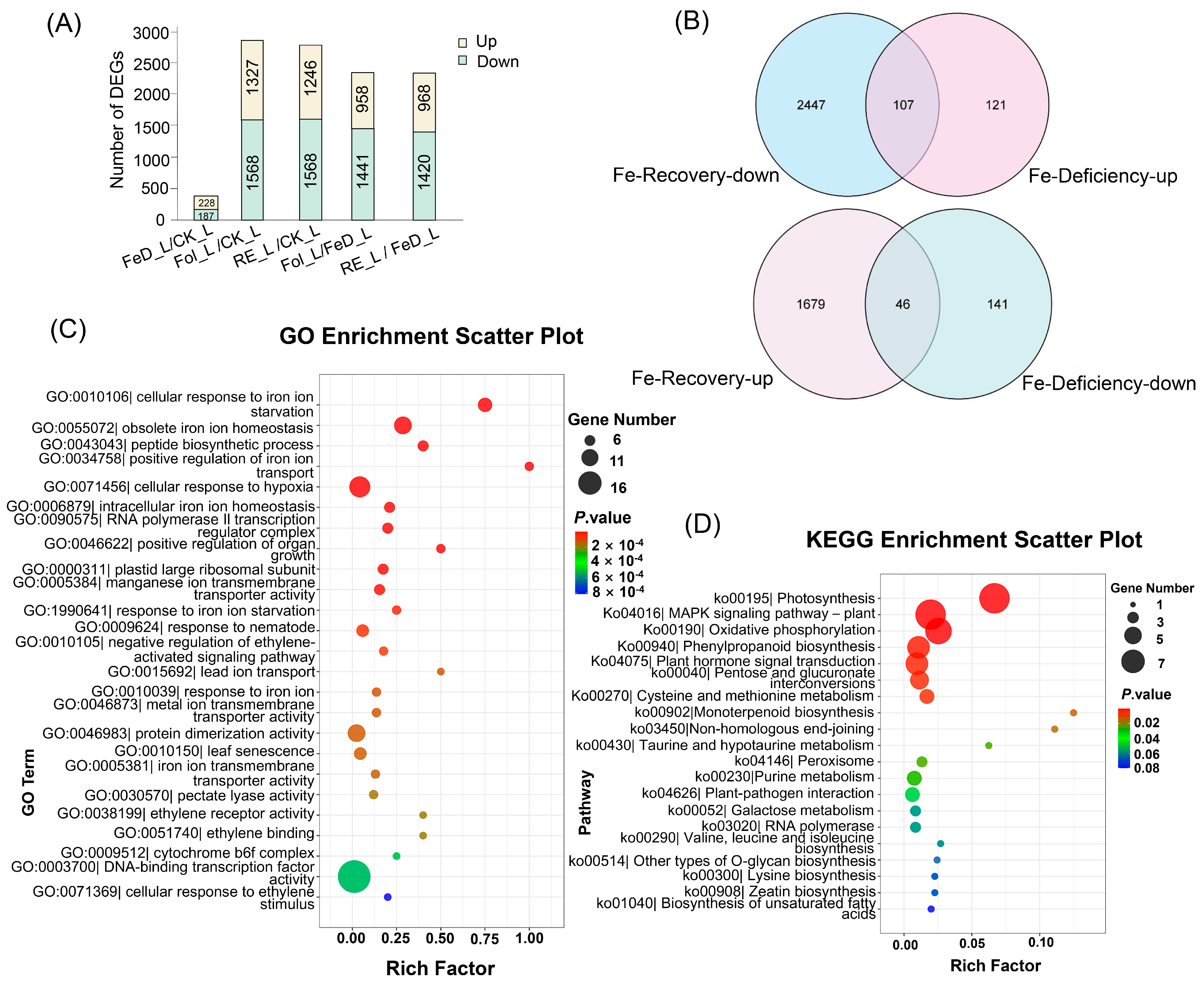 Identification of miRNAs Responsive to a Defined Period of Iron ...