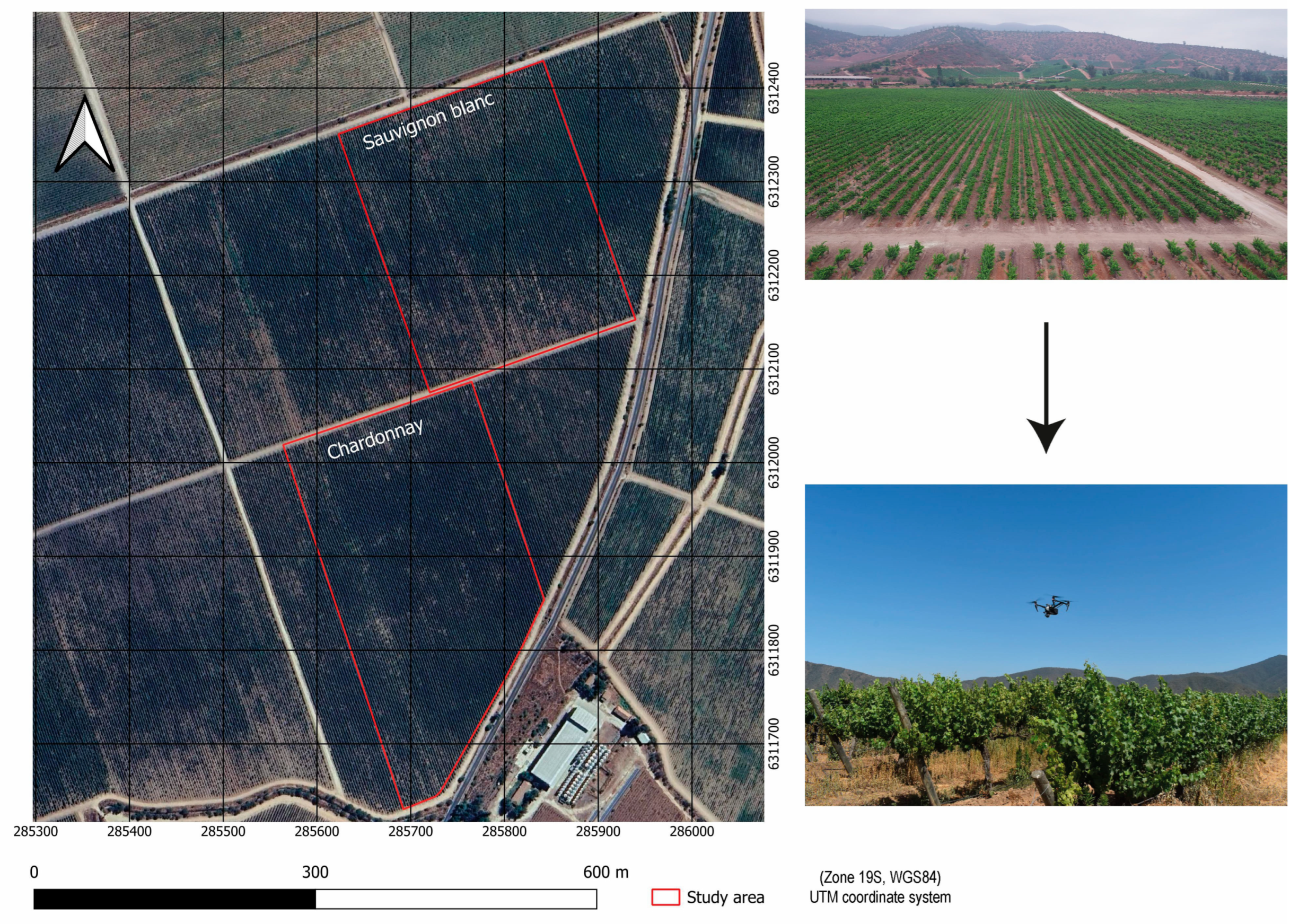 UAV NDVI-Based Vigor Zoning Predicts PR-Protein Accumulation and ...