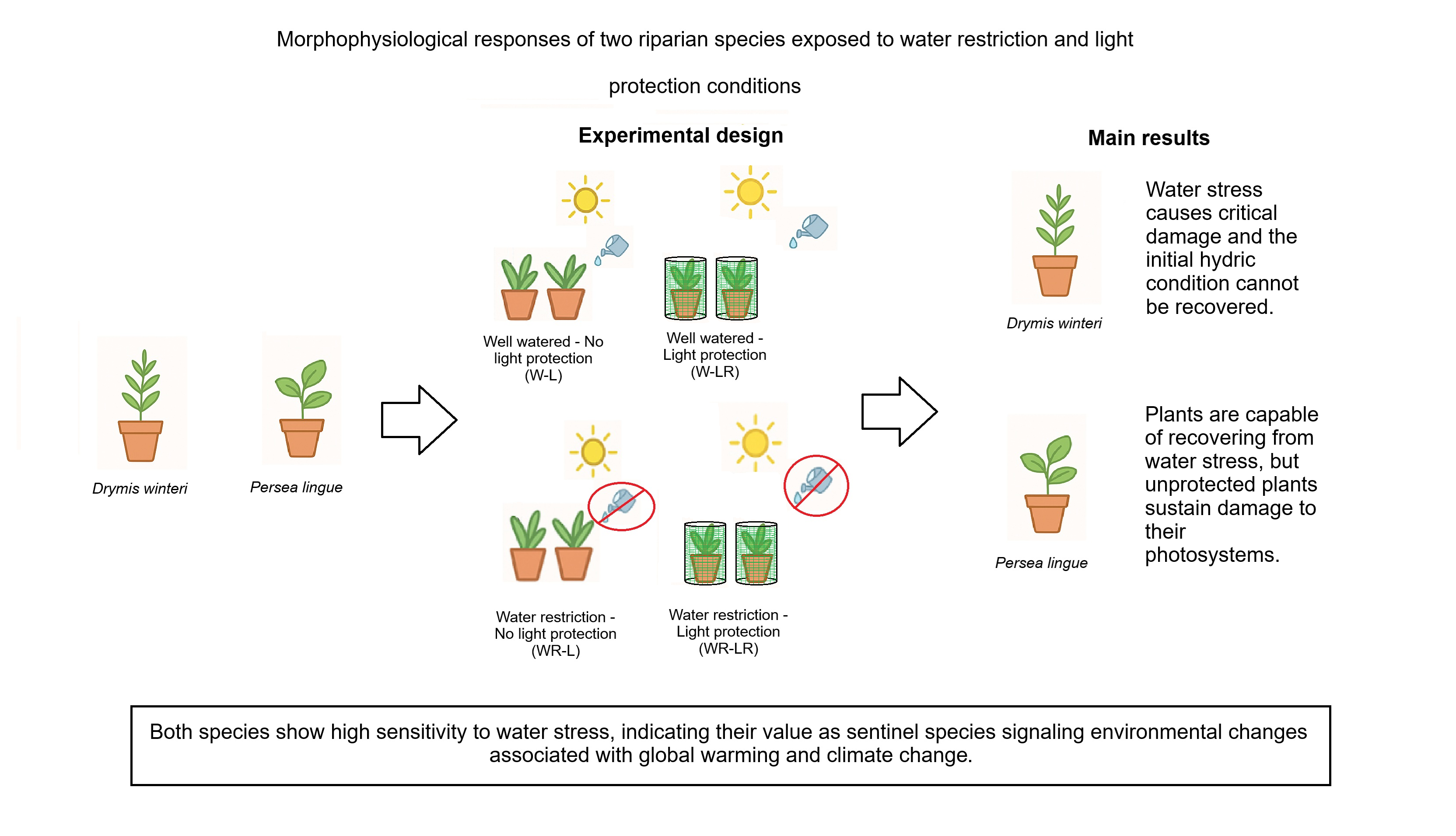 Morphophysiological Responses of Two Riparian Species Exposed to Water ...