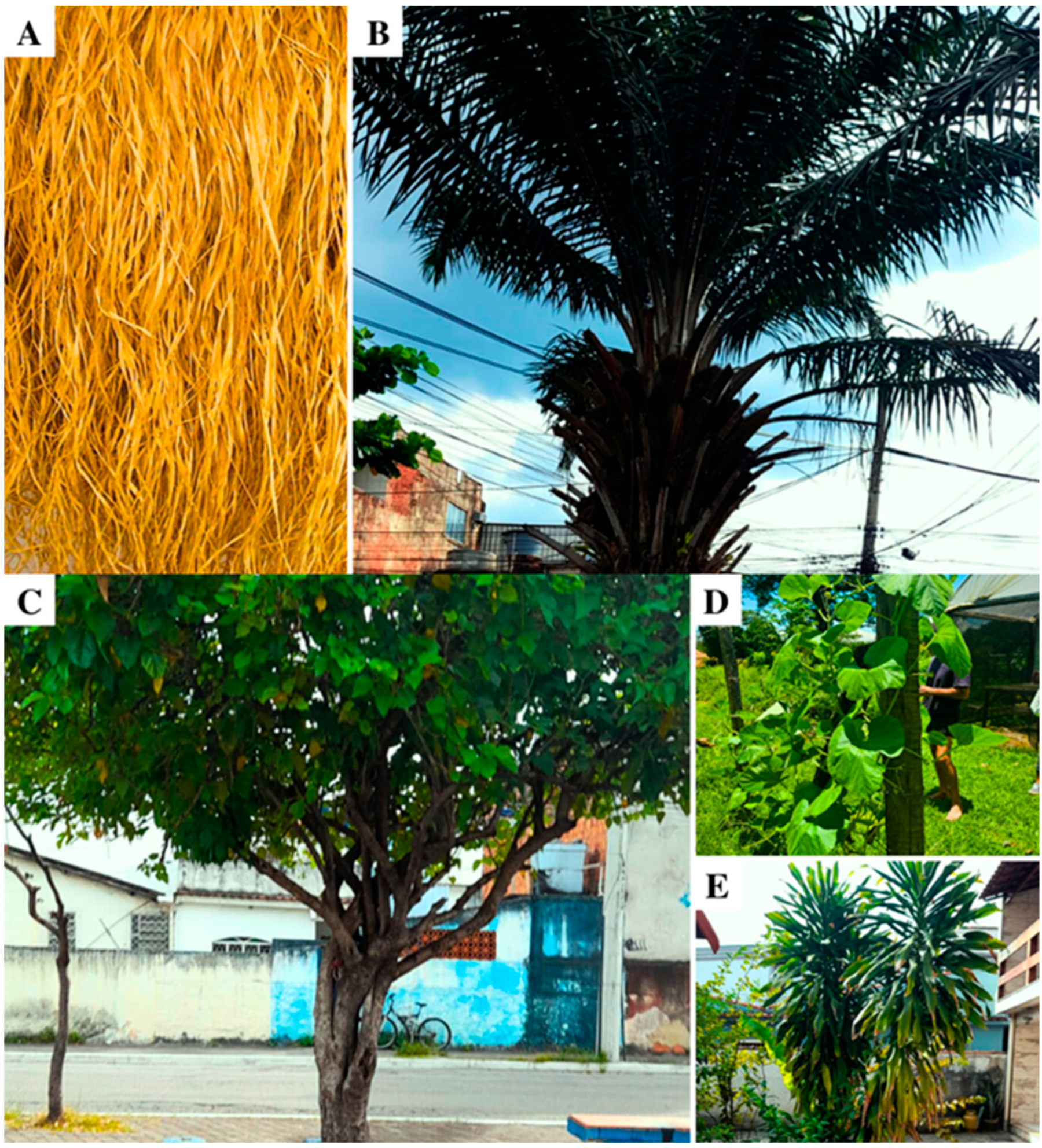 Return to Nature: Sacred Plants in the Azerin Funerary Rite of ...