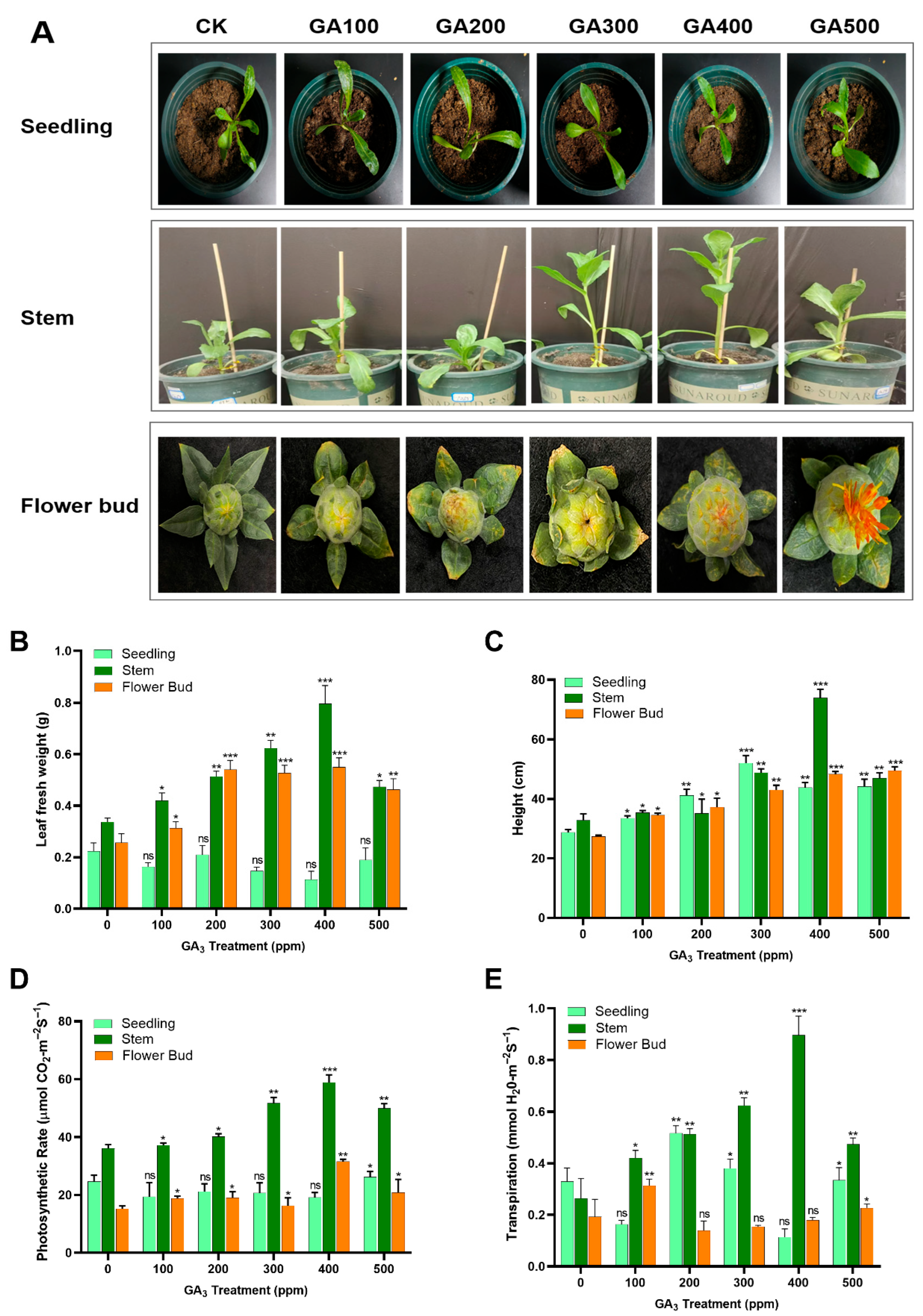 Gibberellic Acid-Induced Regulation of Antioxidant–Flavonoid Channels ...