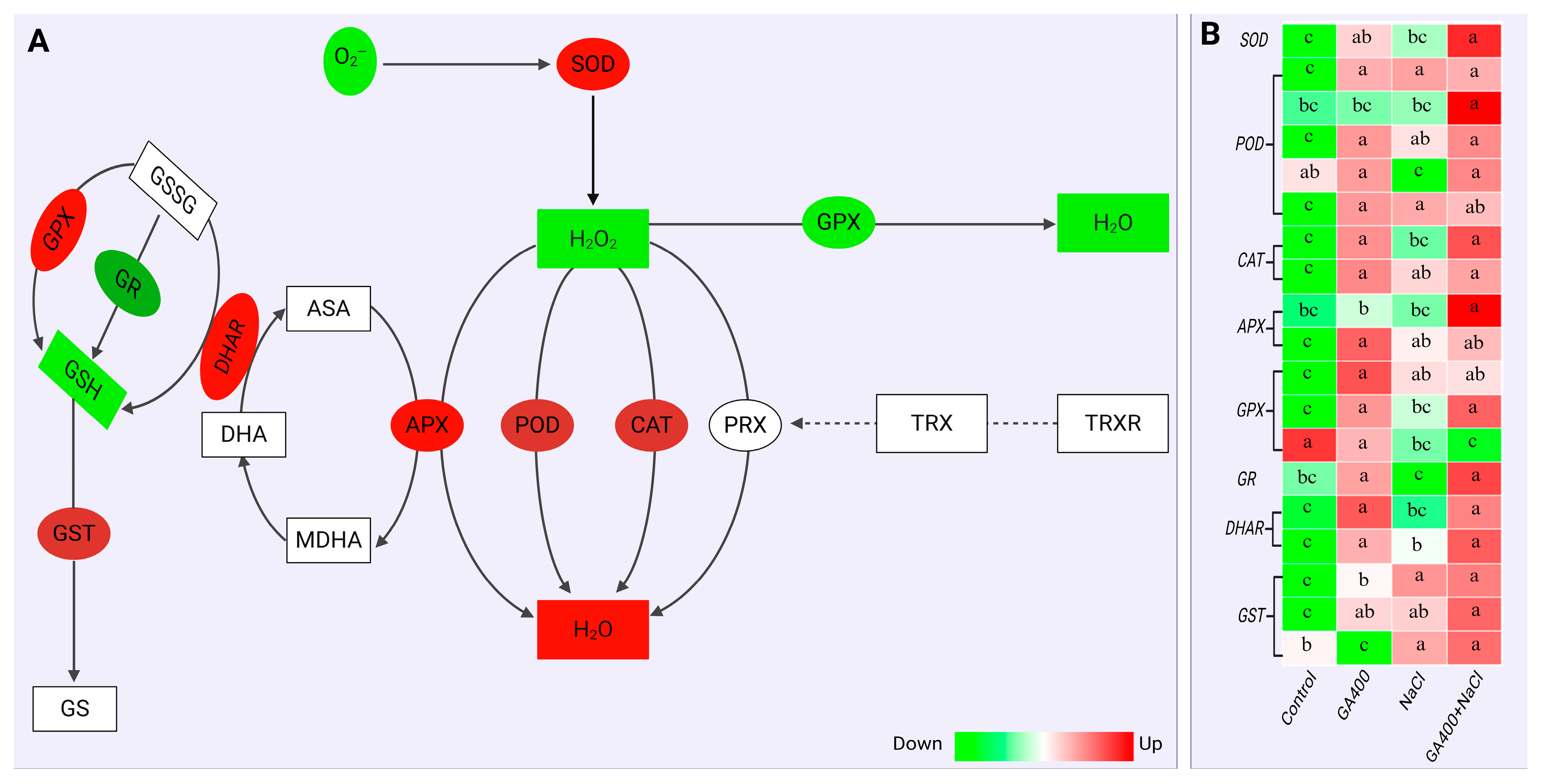 Gibberellic Acid-Induced Regulation of Antioxidant–Flavonoid Channels ...