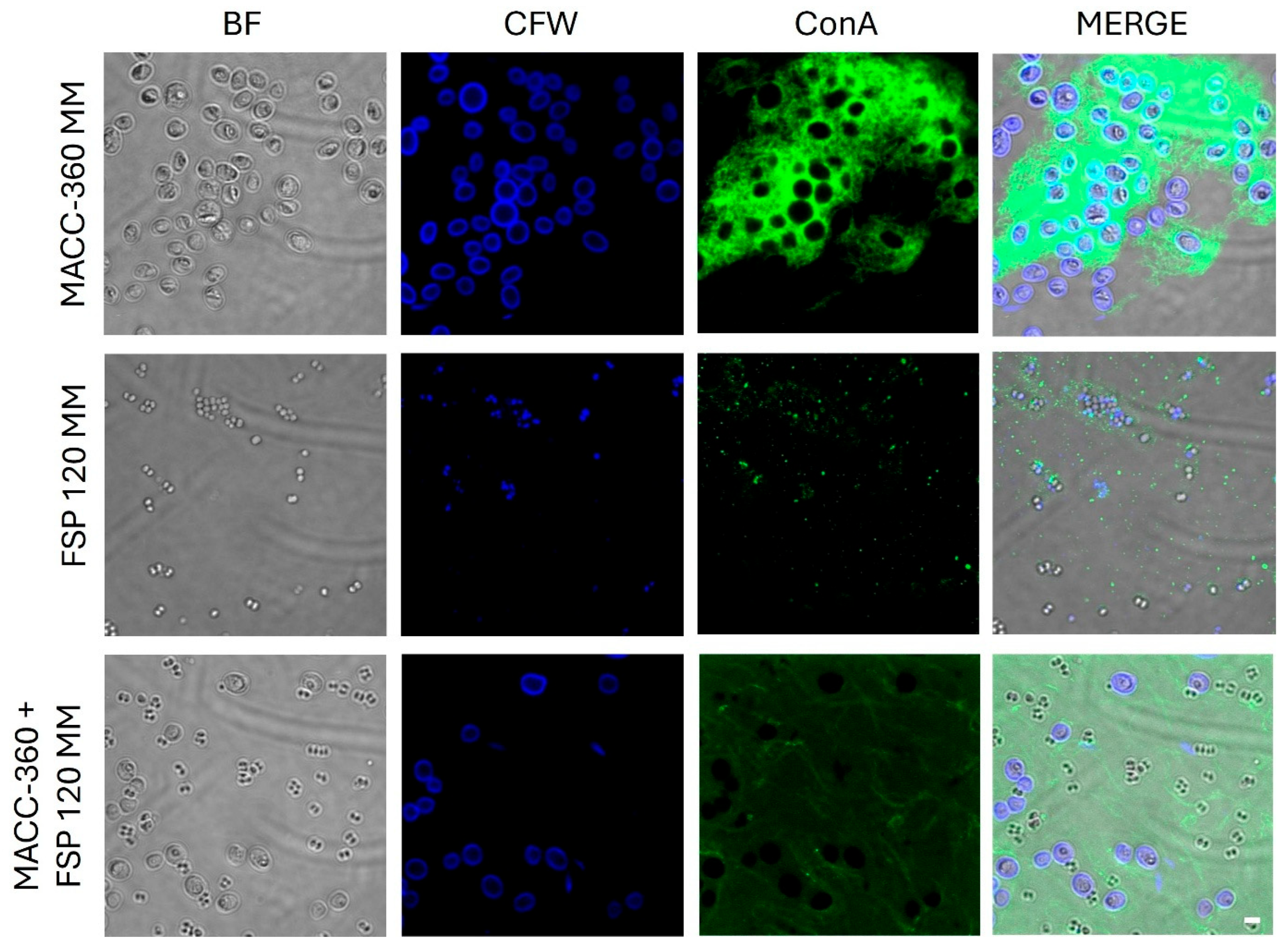 Synergistic Plant Biostimulatory Effects of an Inter-Kingdom ...
