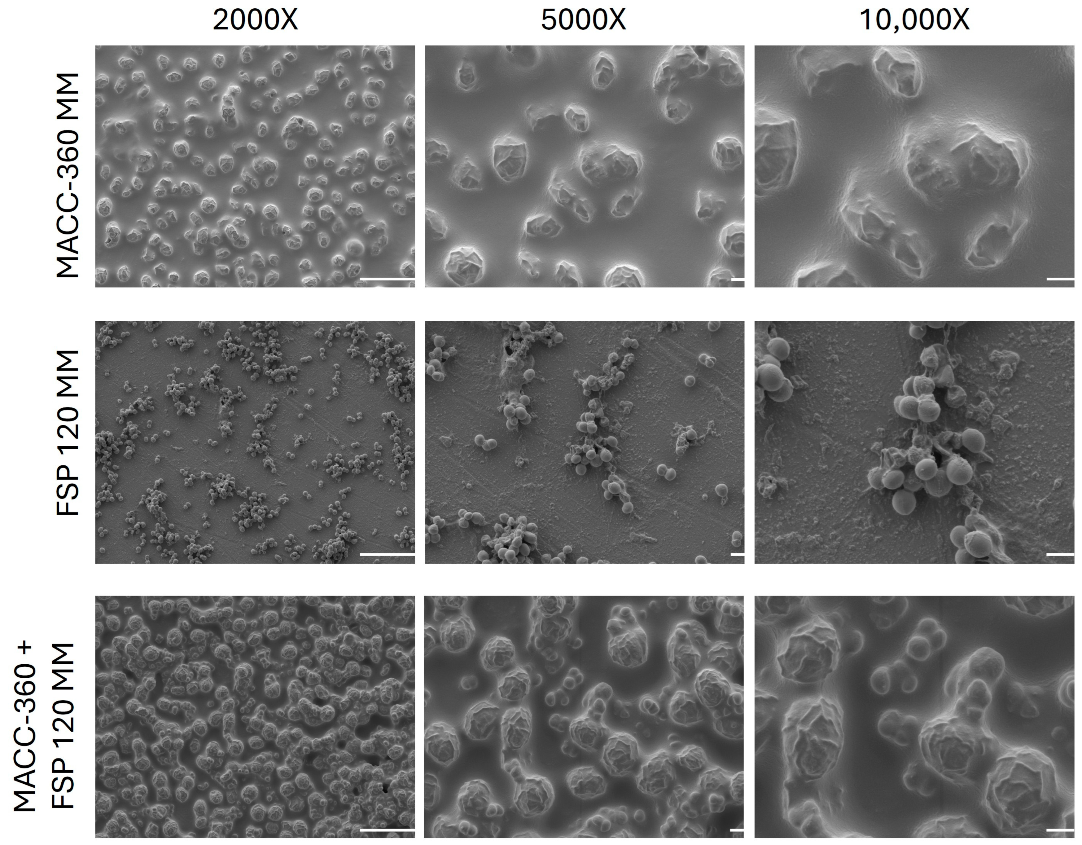 Synergistic Plant Biostimulatory Effects of an Inter-Kingdom ...