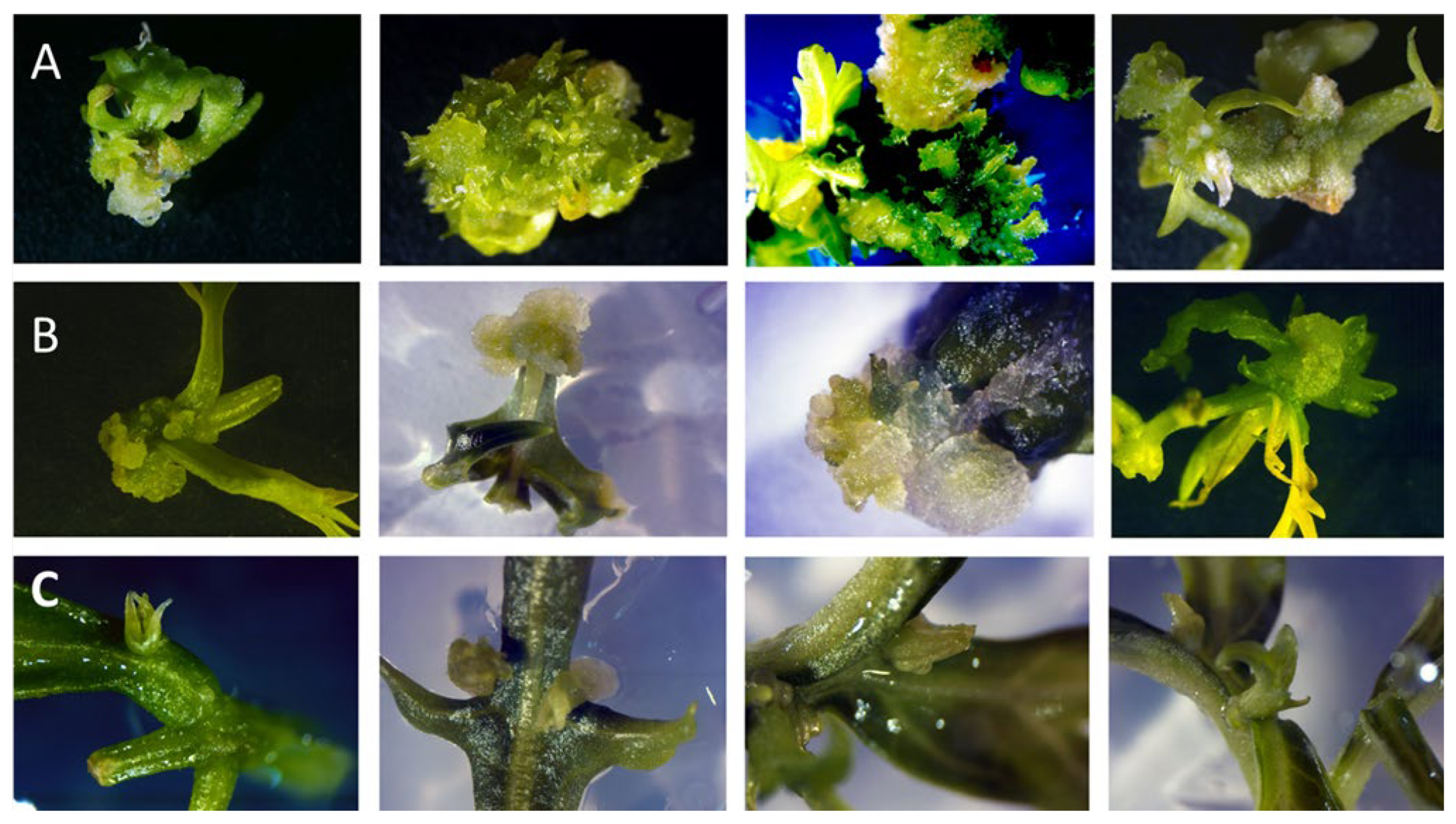 Effect of Light and Cytokinin Modulators on Adventitious Shooting in ...