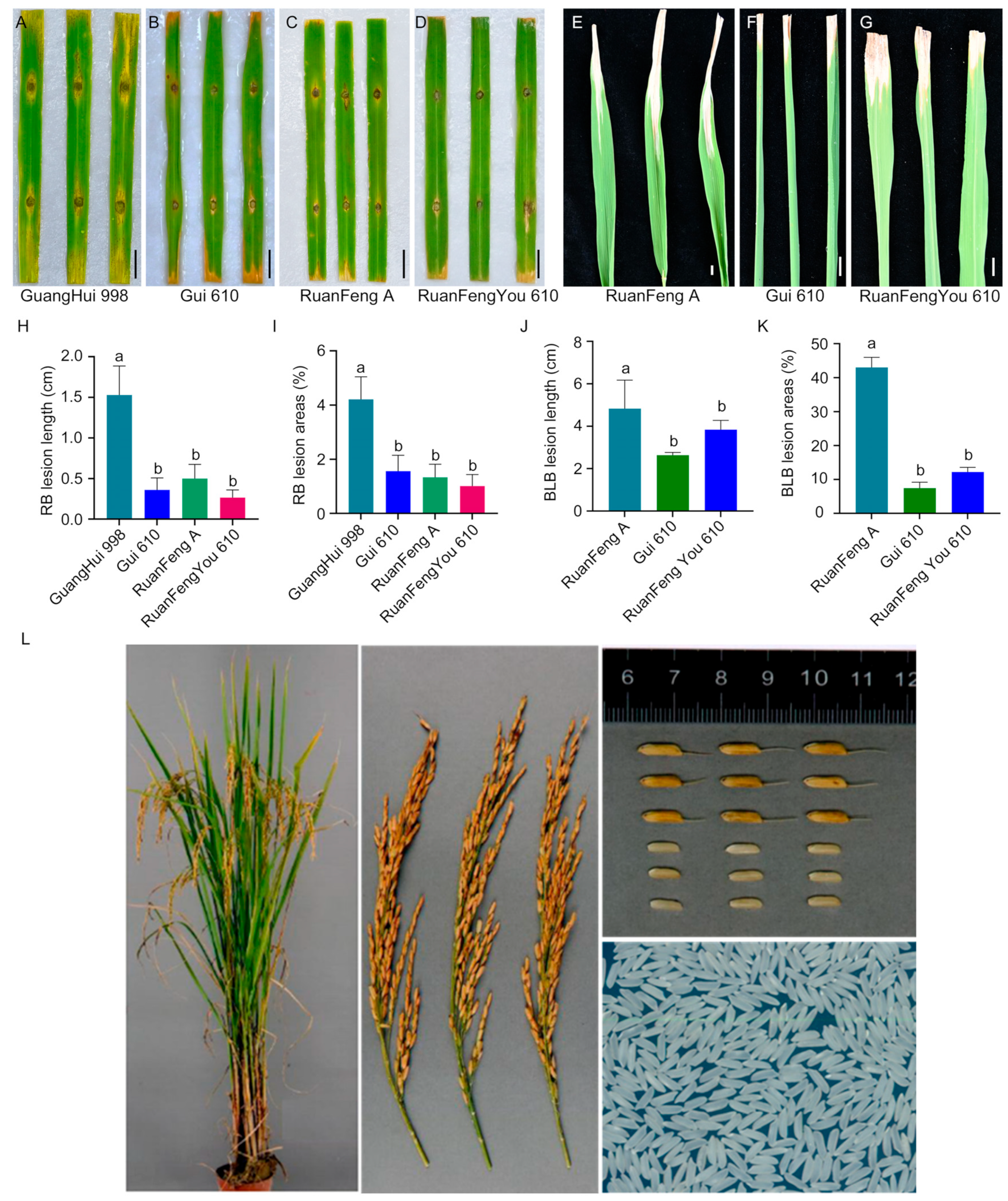 Pyramiding Pita, Pigm, Pi2, and Xa23 to Develop Hybrid Rice with Dual ...