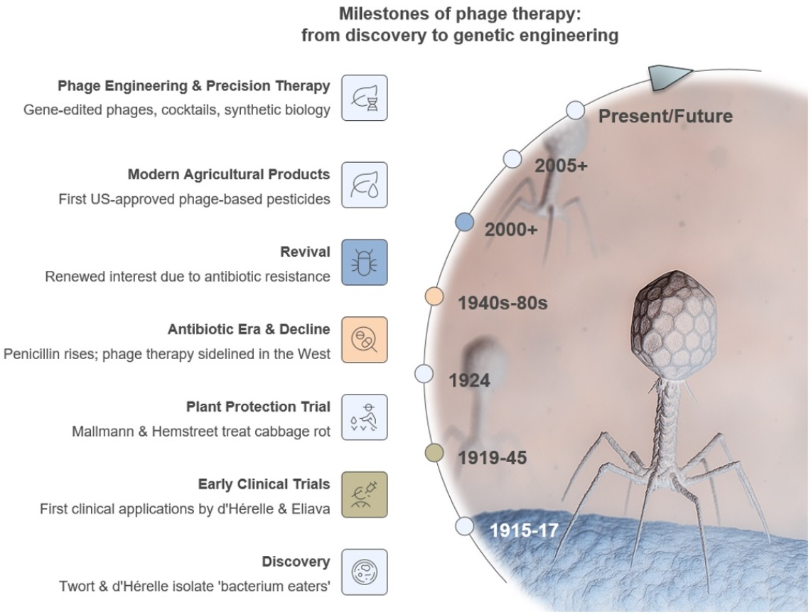 Phage Therapy in Plant Disease Management: 110 Years of History ...