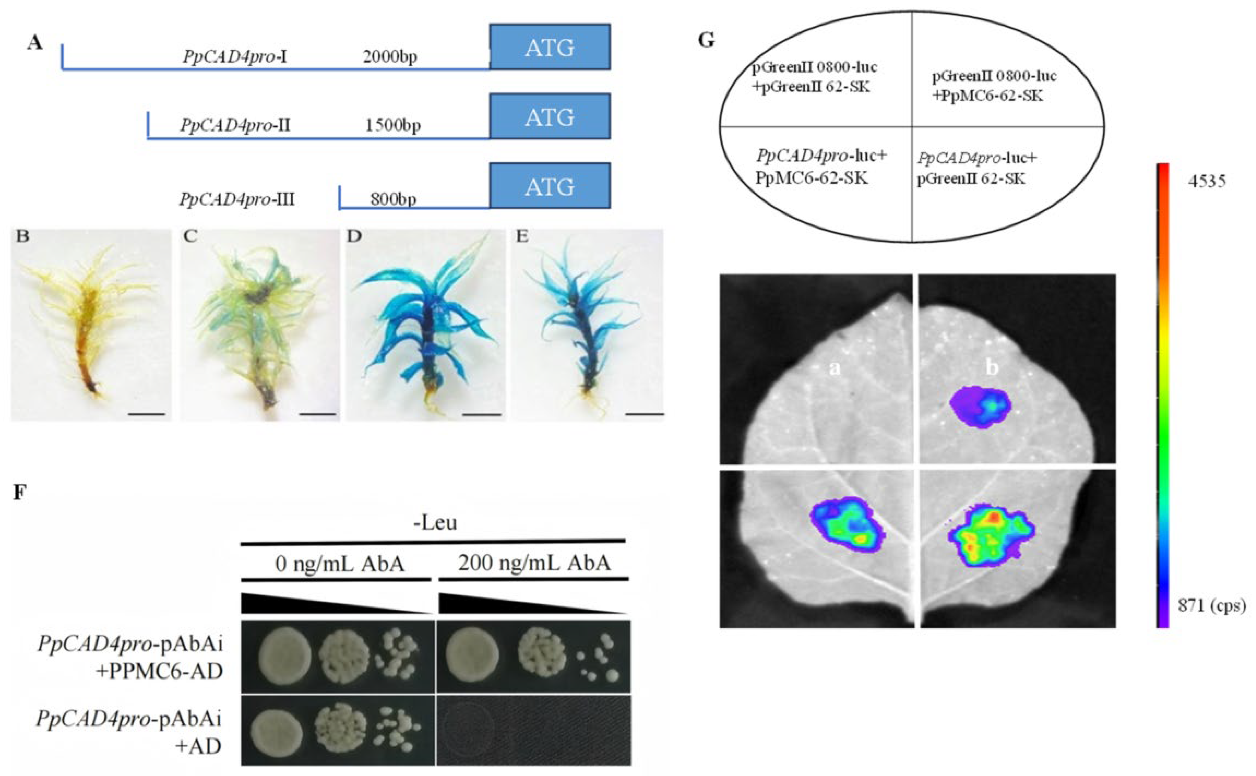 The Defense Mechanism of PpCAD4 in Physcomitrium patens Against ...