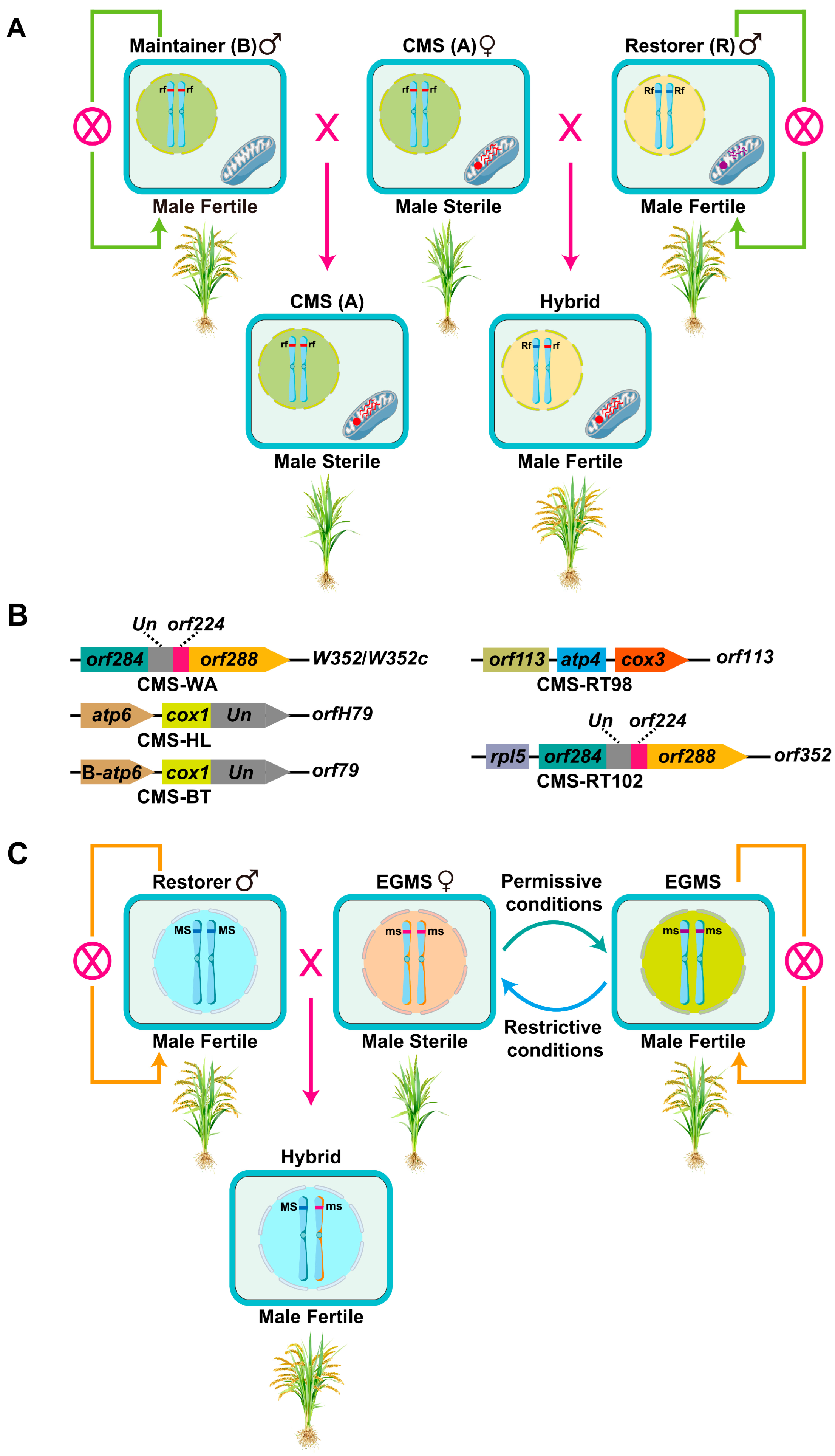 Unraveling Advances in Rice Male Sterility Systems: From Genetic Basis ...