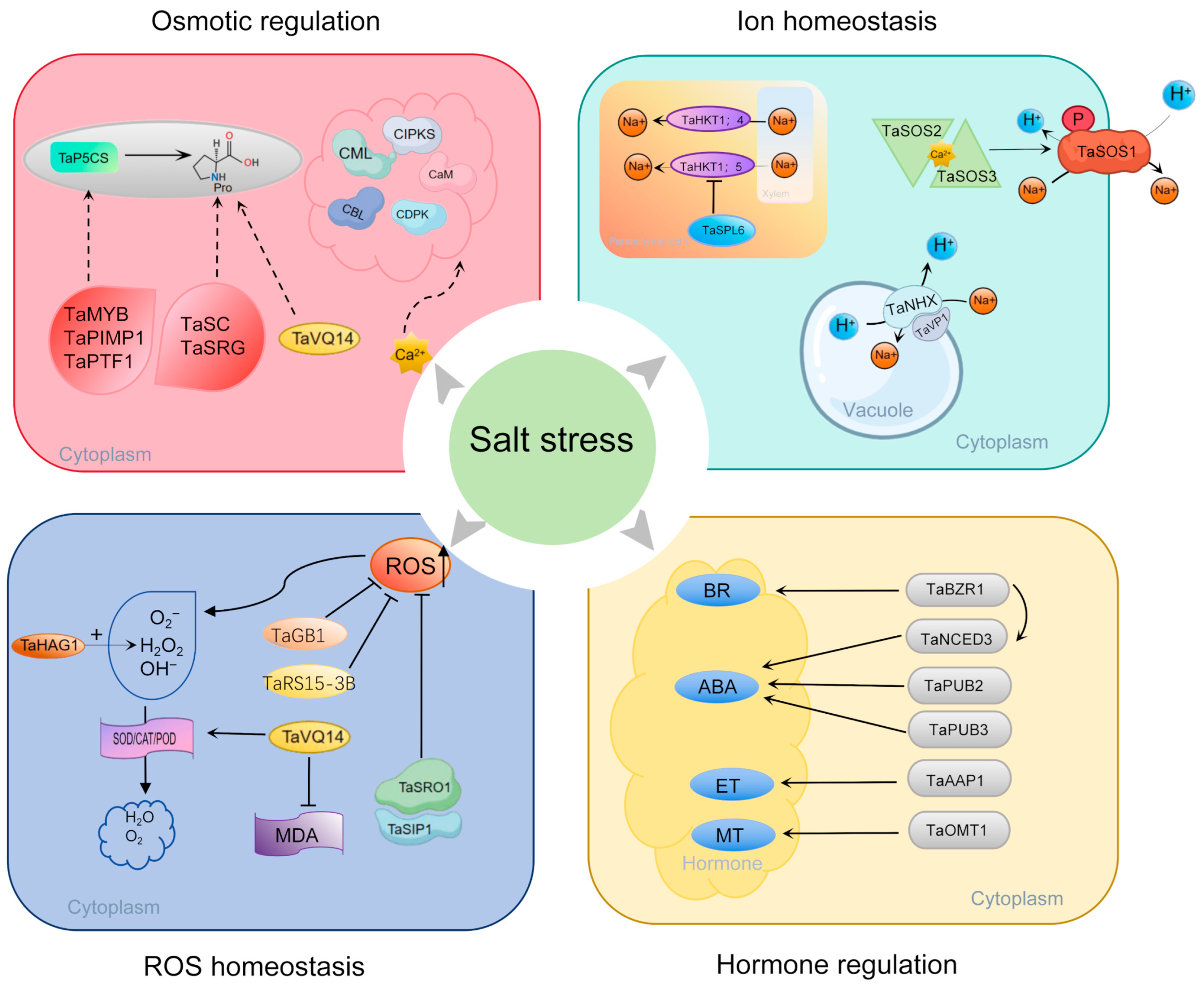 From Model Plants to Staple Crops: Molecular Mechanisms of Plant Saline ...