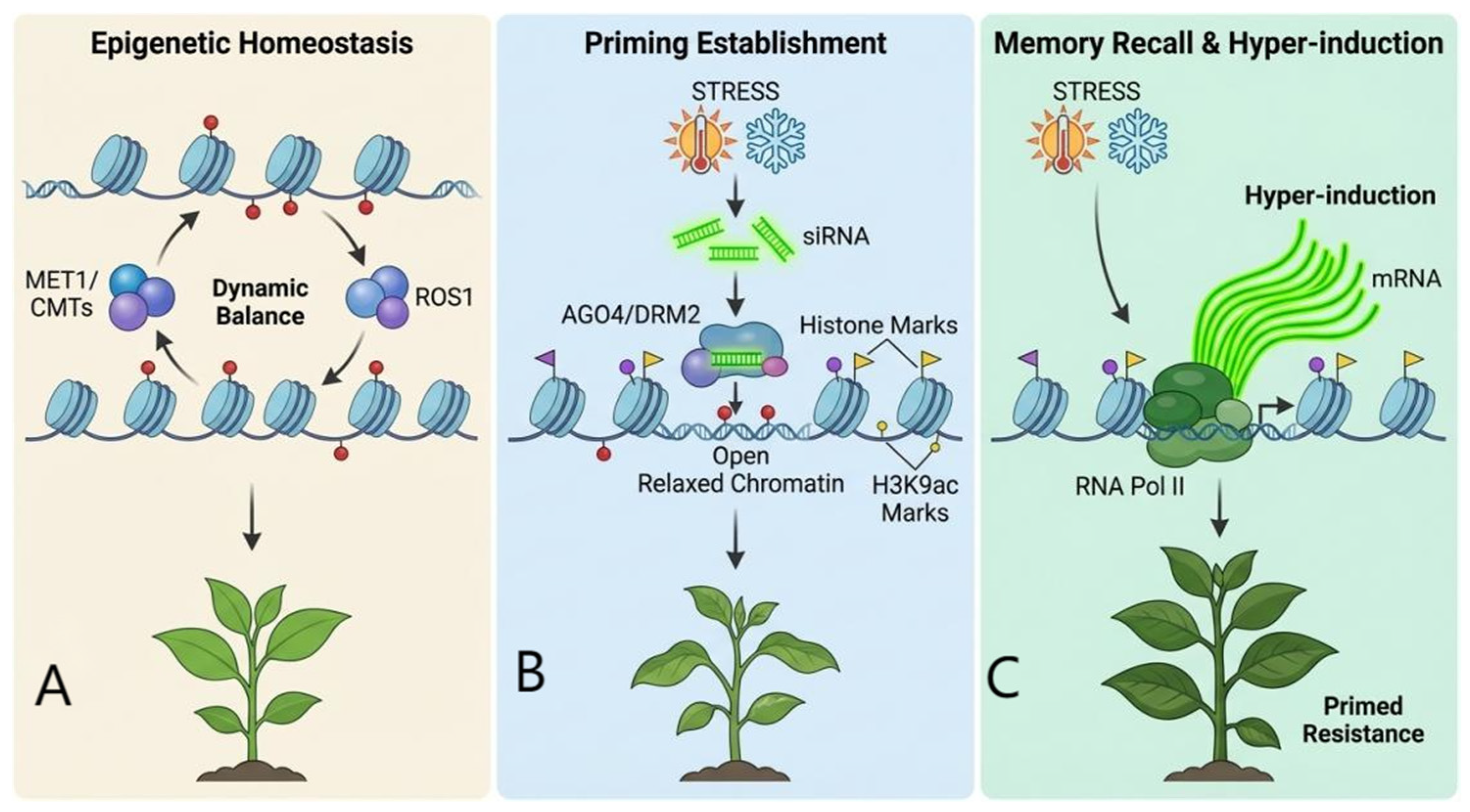 Ecological Memory in Plants: Epigenetic Integration of Abiotic Stress ...