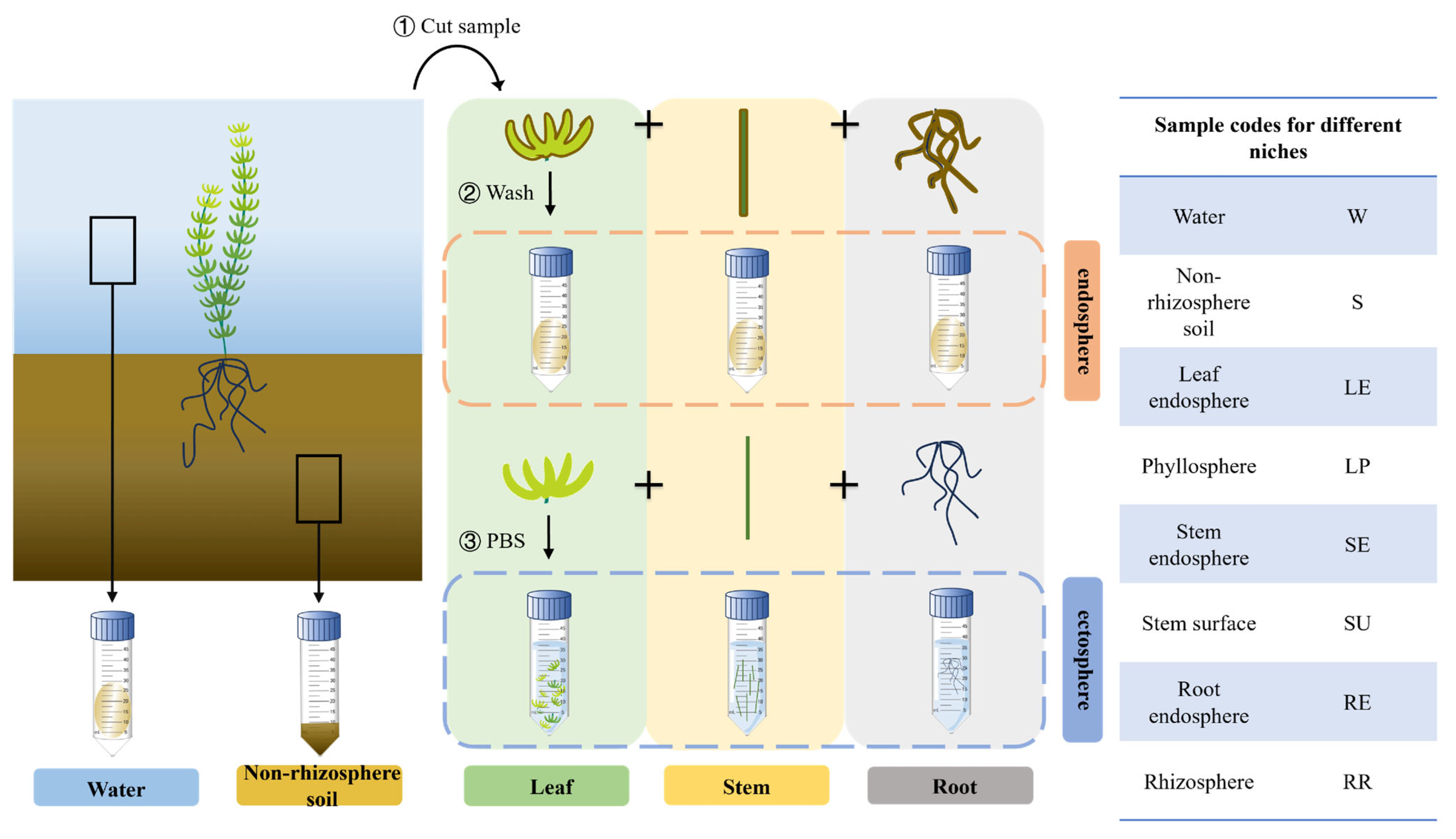 Compartment-Specific Niche Filtering Shapes the Structure and Nutrient ...