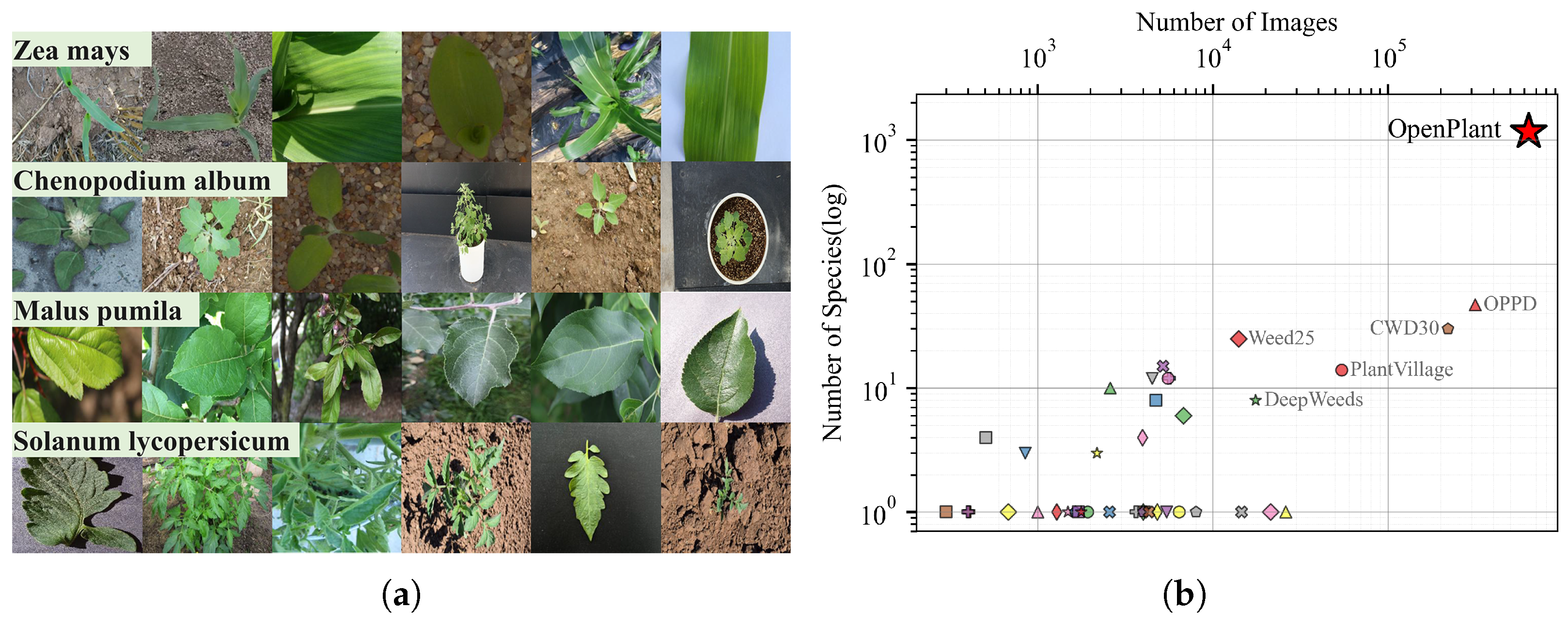OpenPlant: A Large-Scale Benchmark Dataset for Agricultural Plant ...