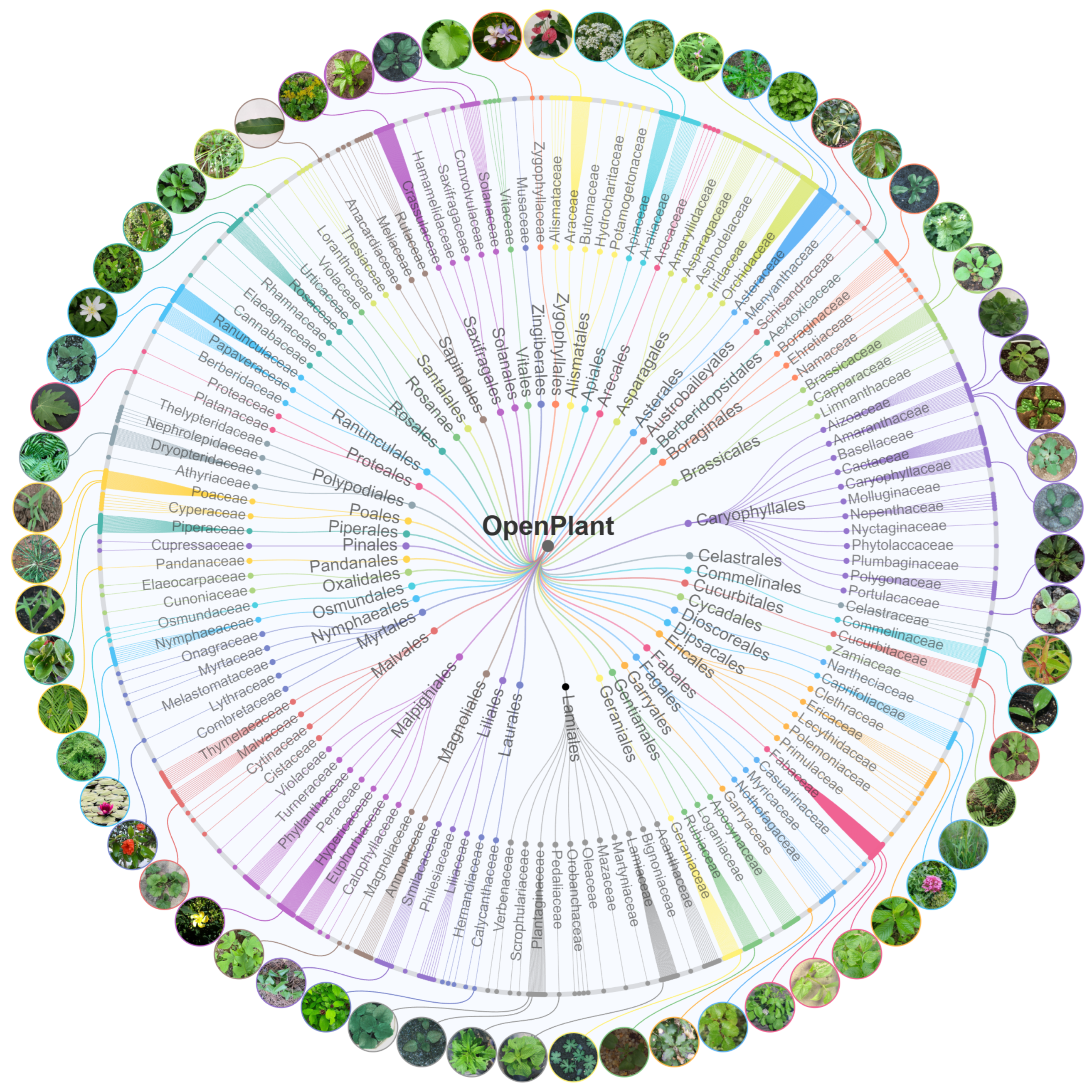 OpenPlant: A Large-Scale Benchmark Dataset for Agricultural Plant ...