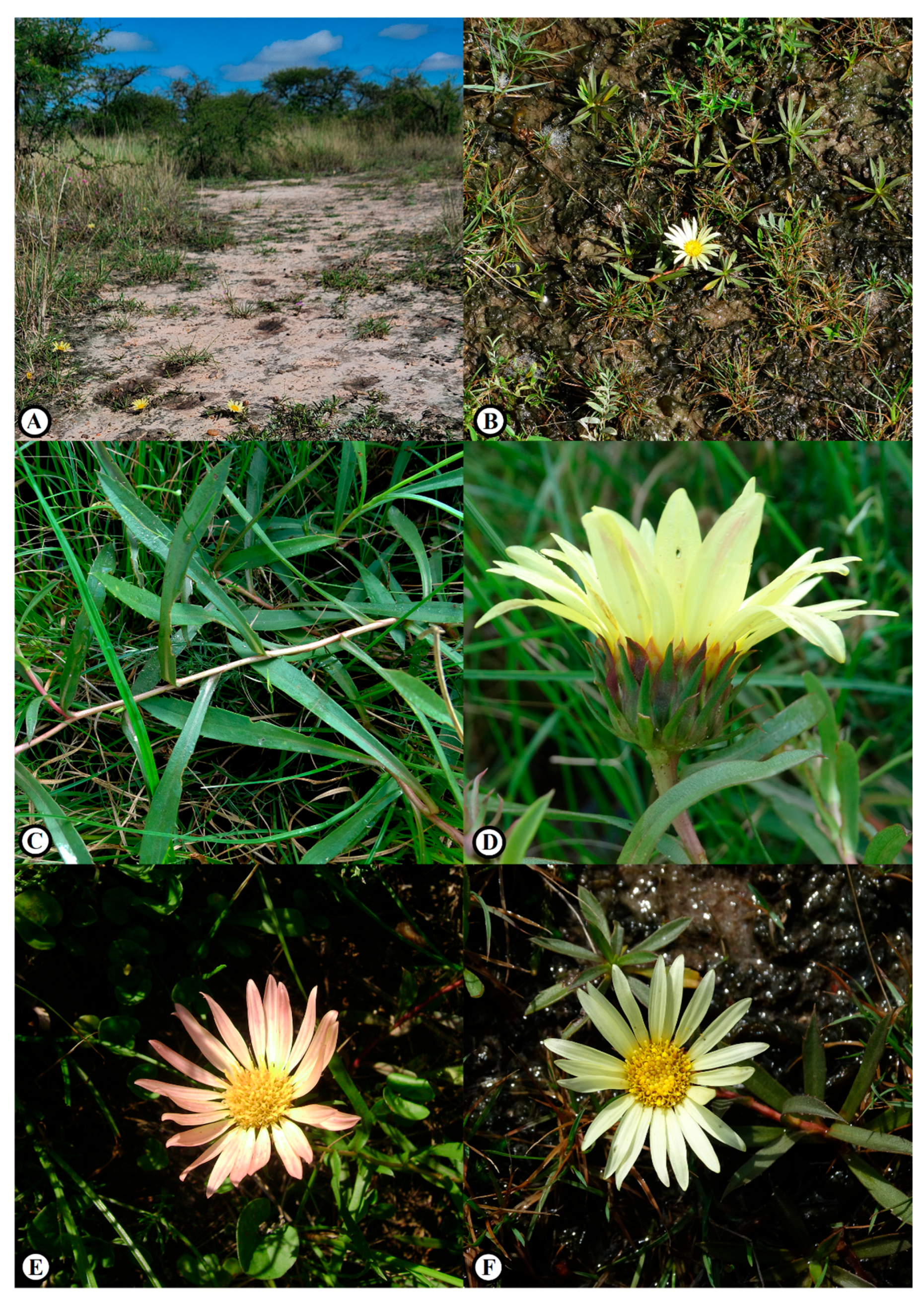 Grindelia mutabilis (Asteraceae: Astereae), a New South American ...