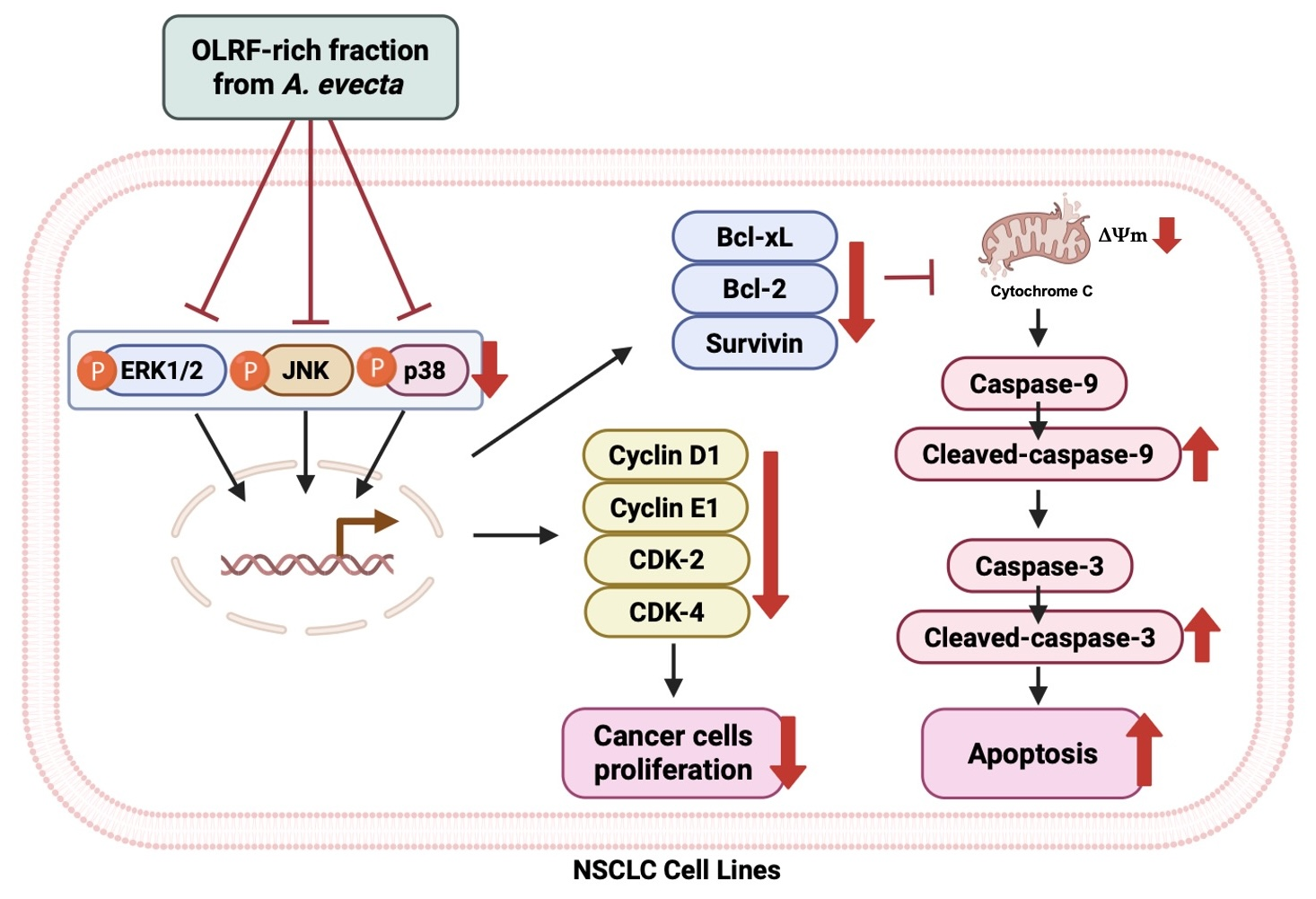 Epi-Osmundalactone-Rich Fraction from Angiopteris evecta Suppresses ...