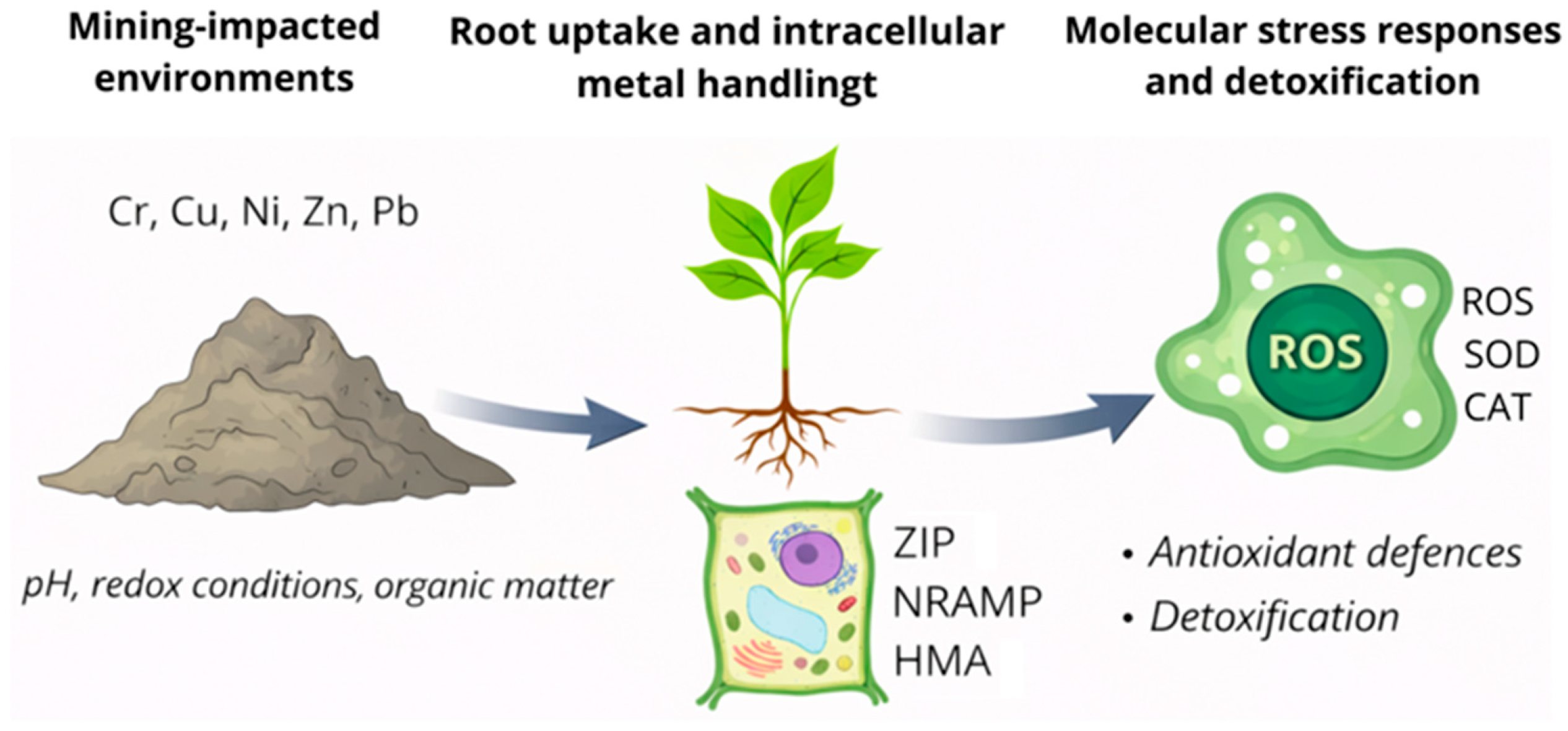 Molecular and Cellular Mechanisms of Plant Responses to Heavy Metal ...