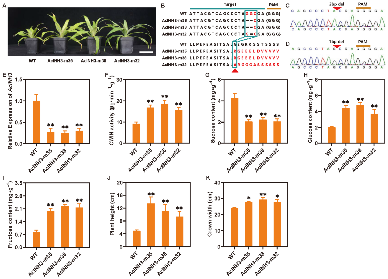 Genome-Wide Identification of Pineapple AcINH Genes and Functional ...