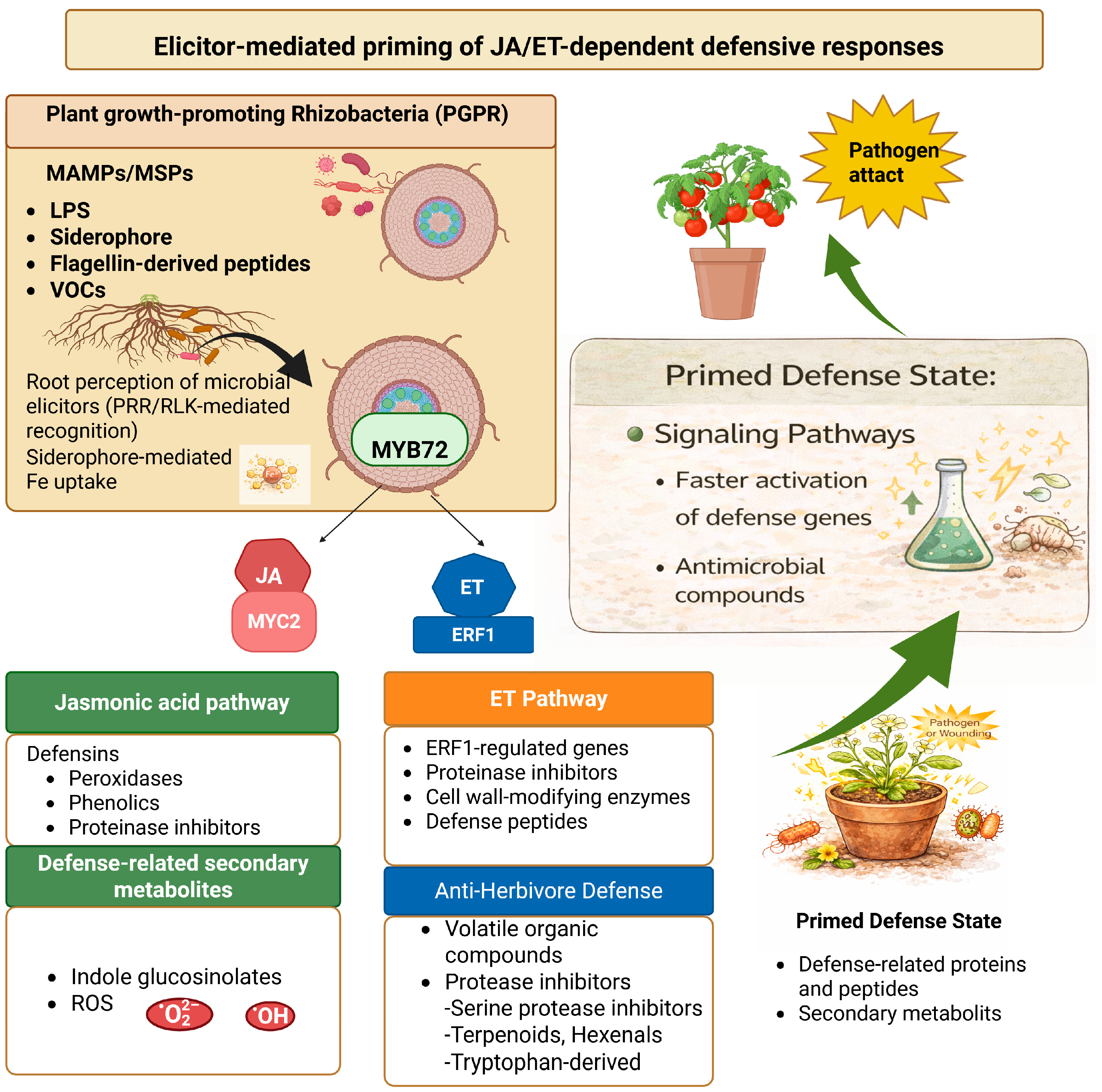PGPR-Mediated Plant Immunity: From Microbial Recognition to Epigenetic ...