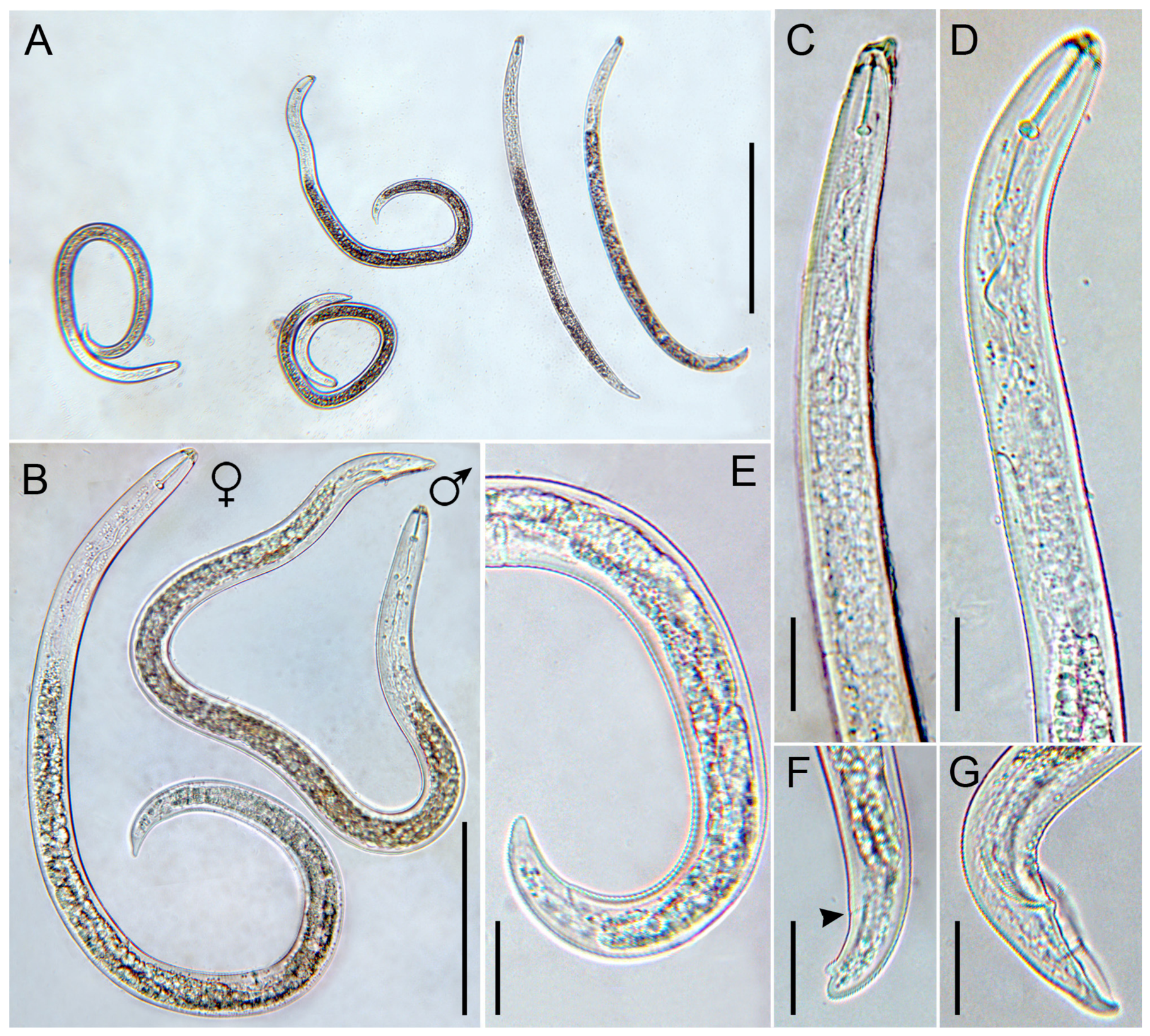 Intragenomic rDNA Variants Identified in Rotylenchulus borealis and R ...
