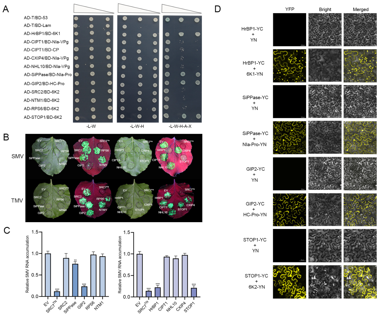 Systematic Screening of Host Interactors for Soybean mosaic virus ...