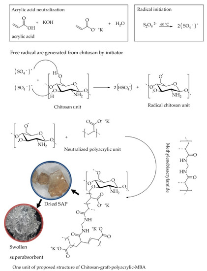 Chitosan-Graft-Poly(acrylic acid) Superabsorbent’s Water Holding in ...