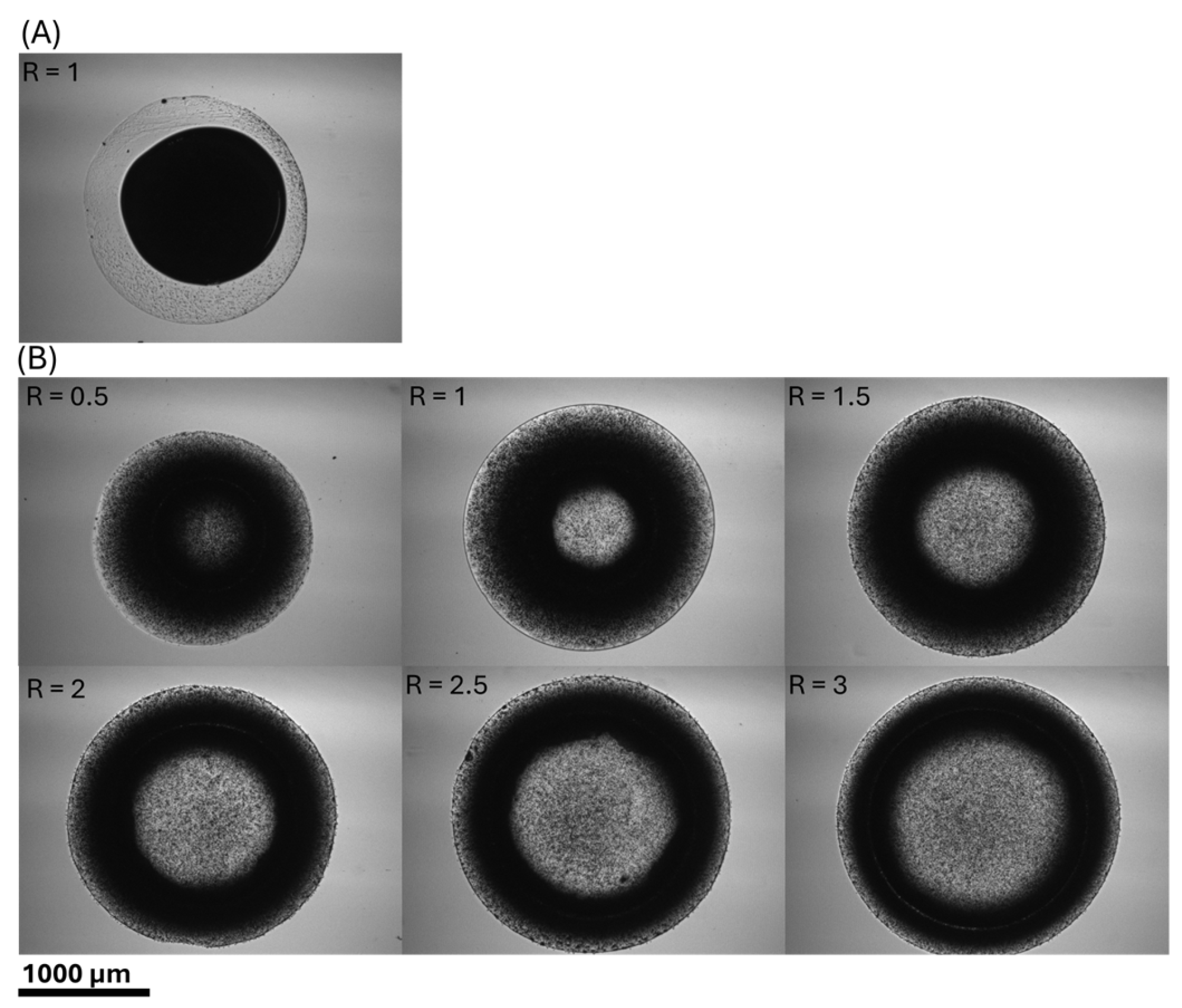 Interfacial Dynamics in the Fabrication of Various Concave Hydrogel ...
