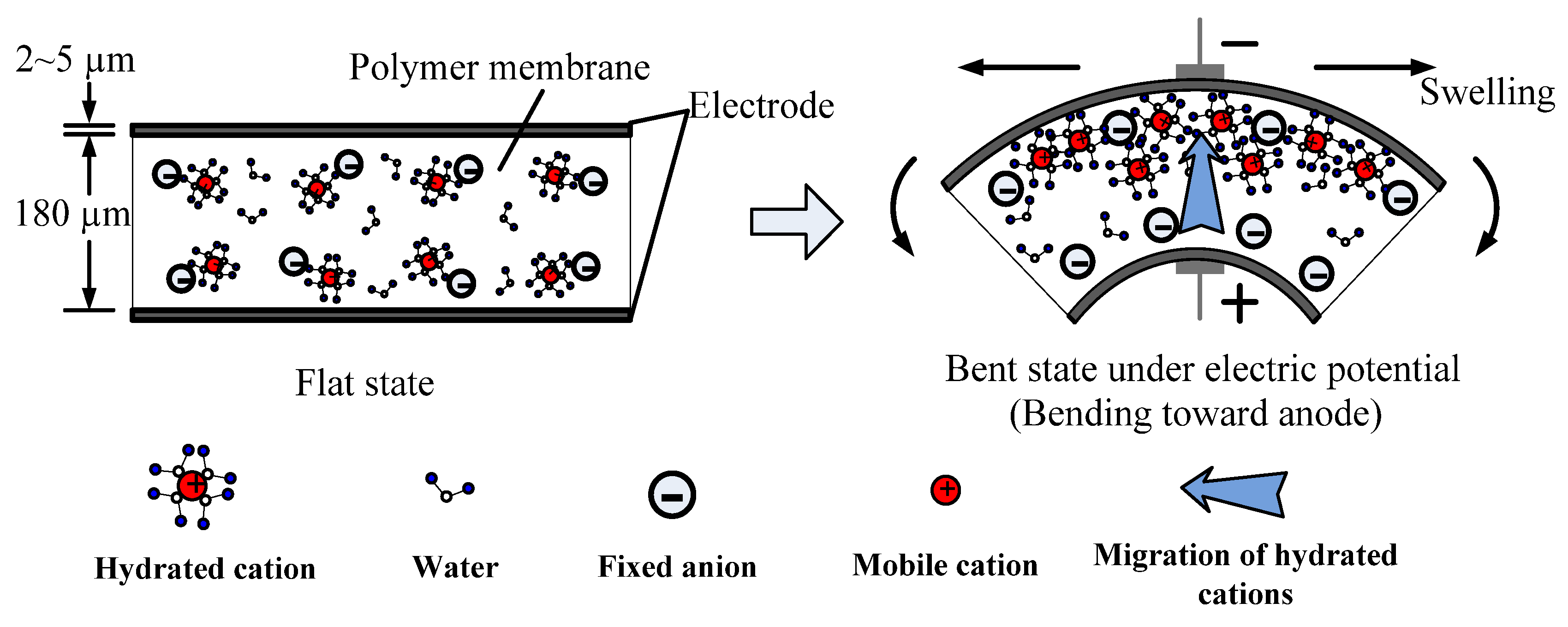 Effective Fabrication of Graphene-Coated Ionic Polymer Membrane Actuators
