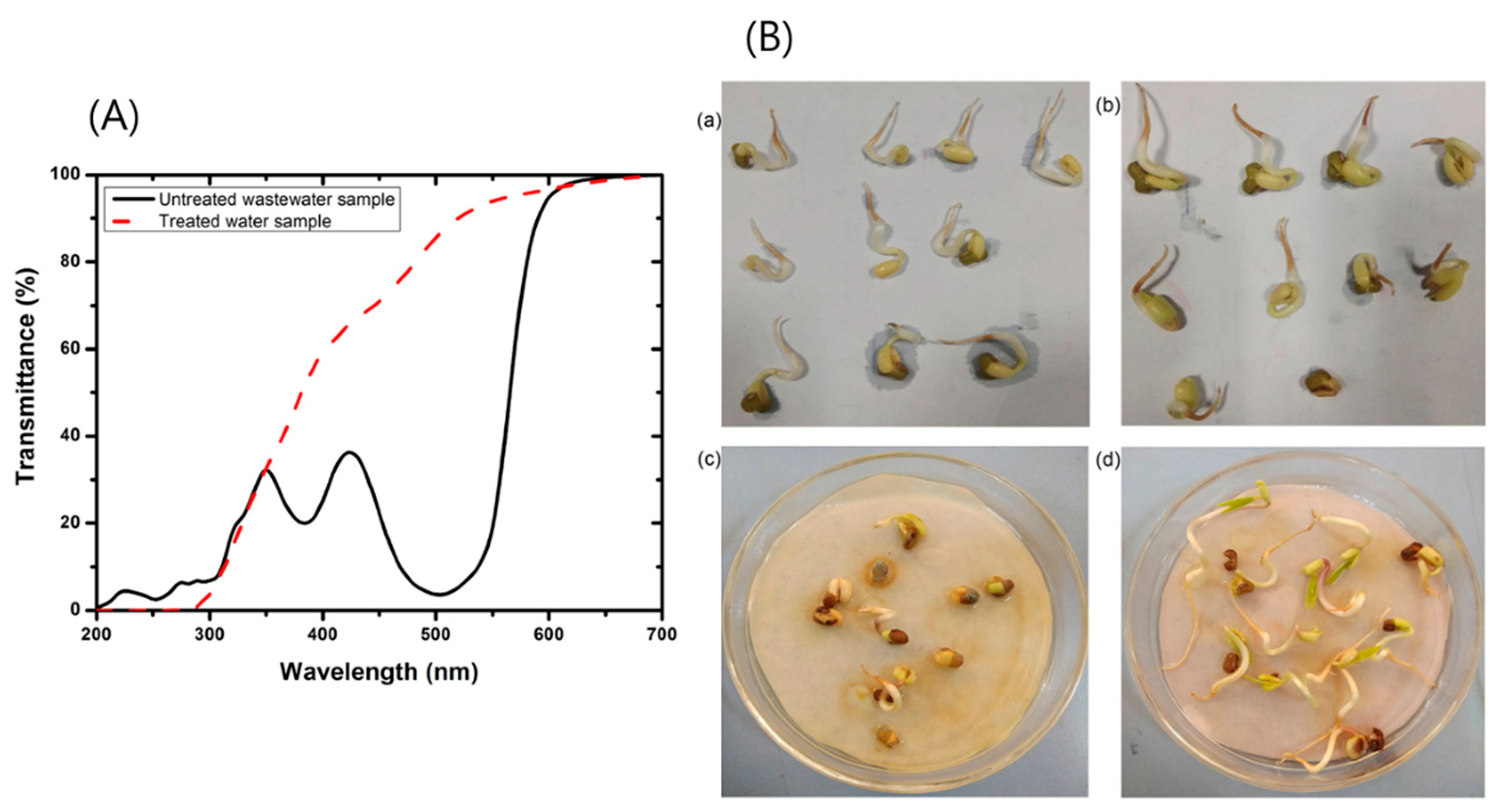 From Biomass to Adsorbent: A Comprehensive Review on Bio-Derived ...