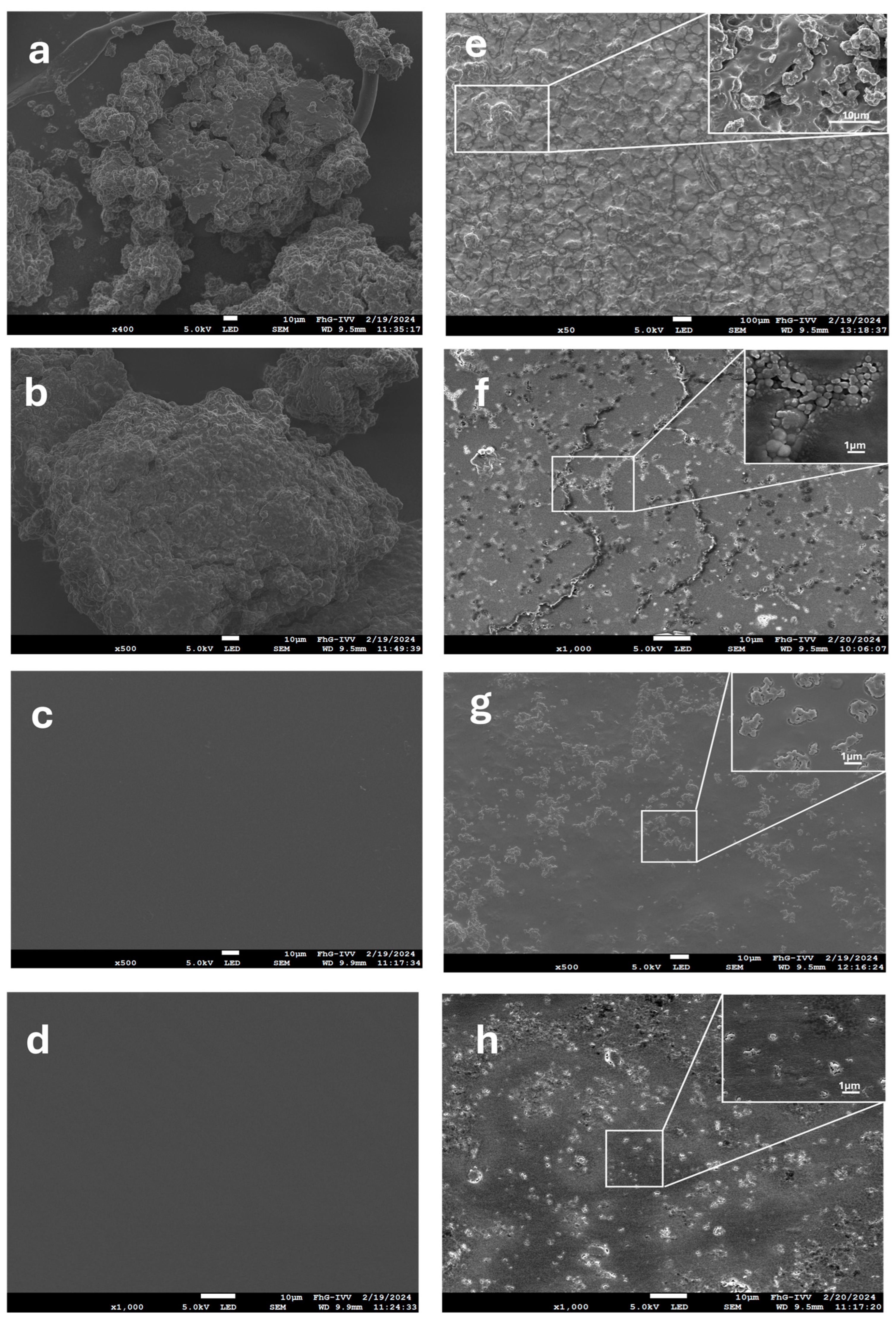 Application of Brassica juncea and Raphanus sativus Sprout Extracts as ...