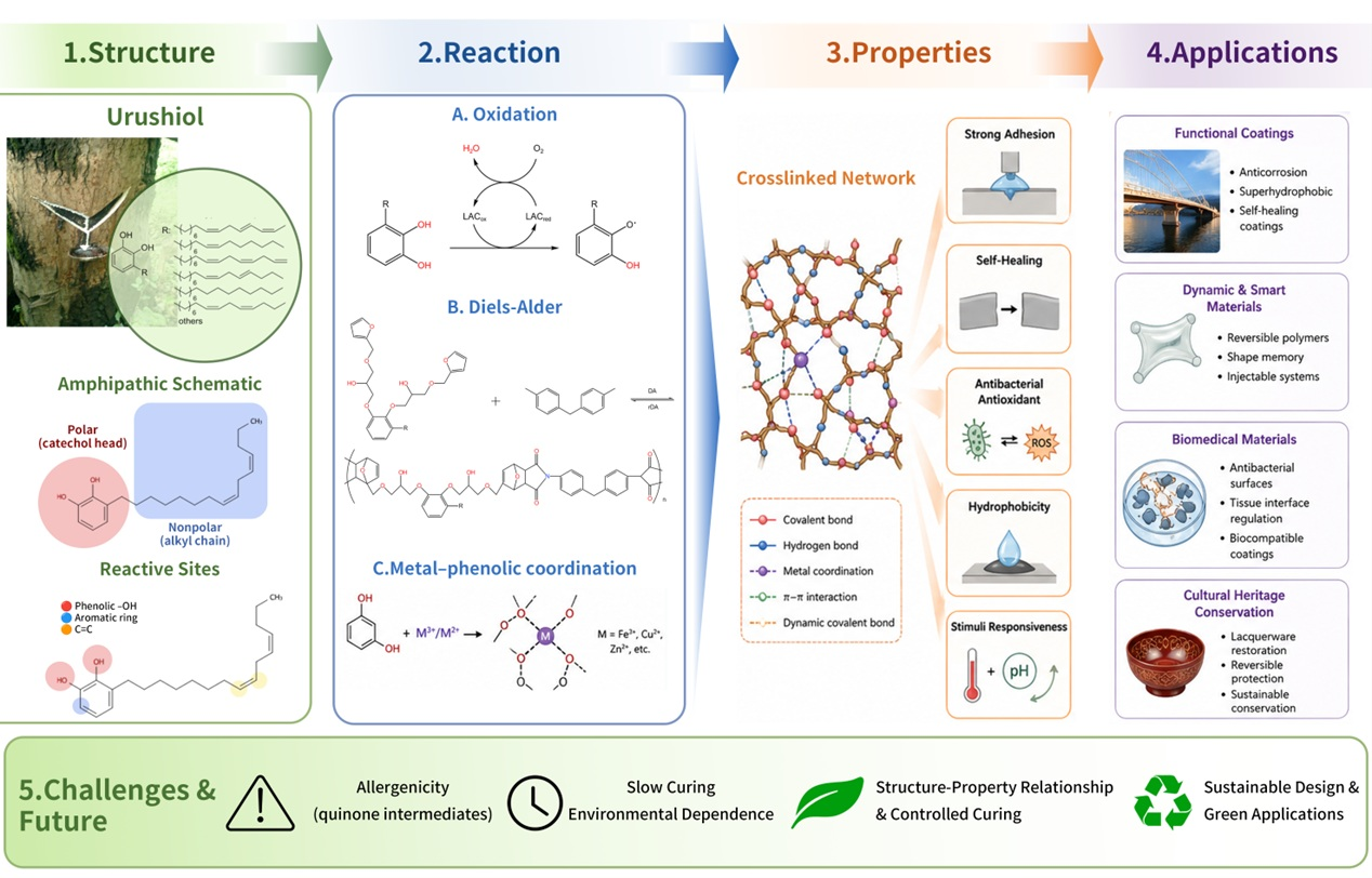 Advances in the Chemical Properties and Functional Applications of ...