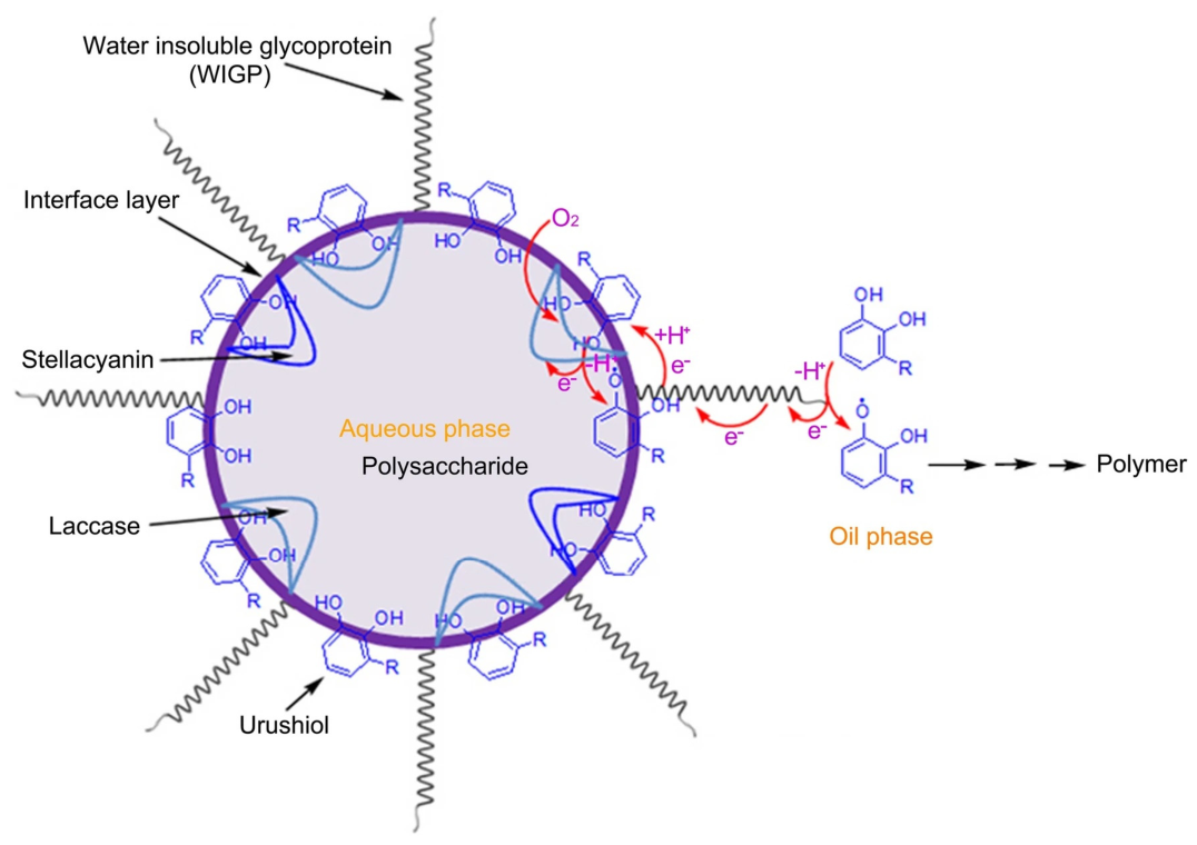Advances in the Chemical Properties and Functional Applications of ...
