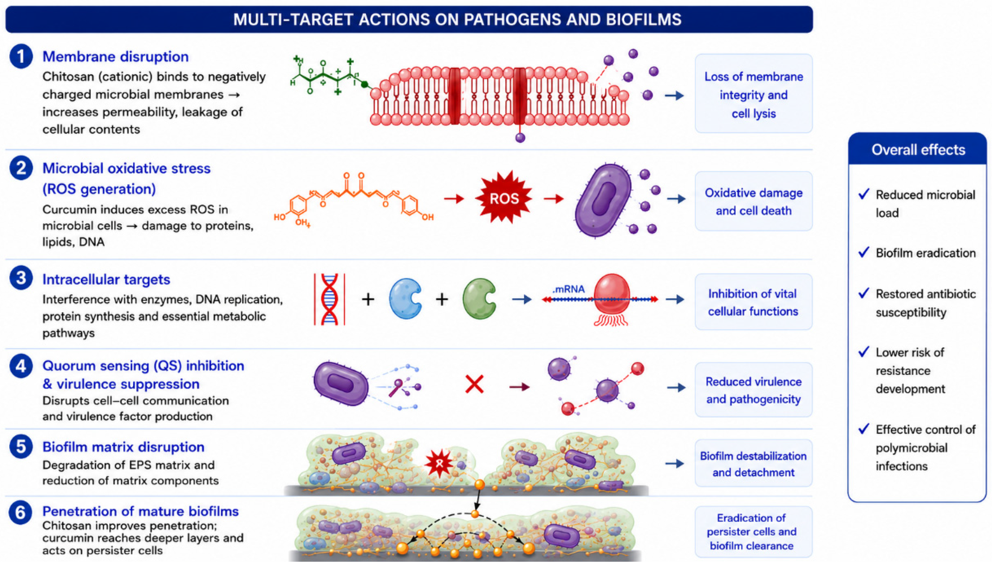 Chitosan–Curcumin Bioactive Platforms: Mechanistic Synergy ...