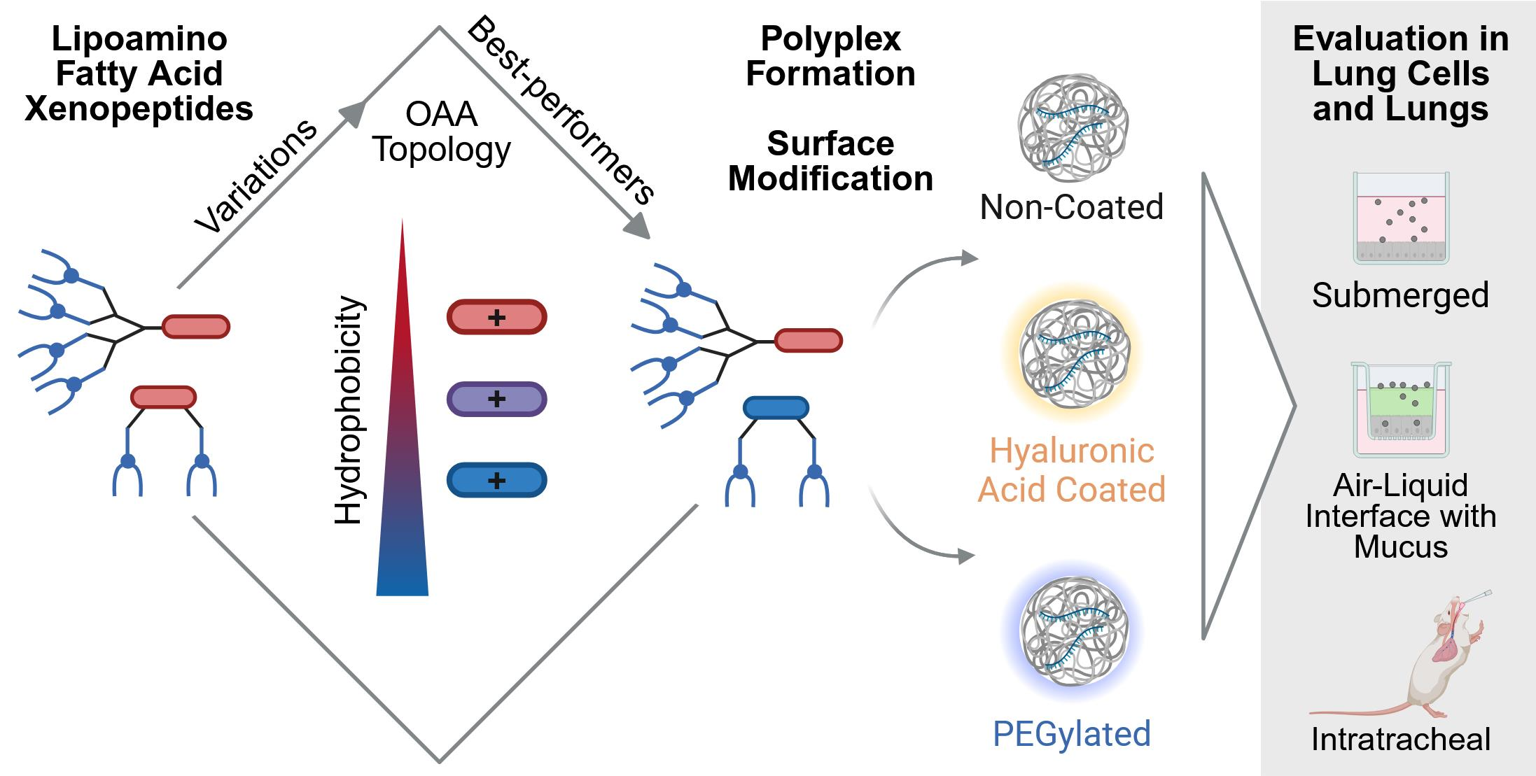 mRNA Delivery by Lipoamino Fatty Acid–Peptide Polyplexes in Different ...