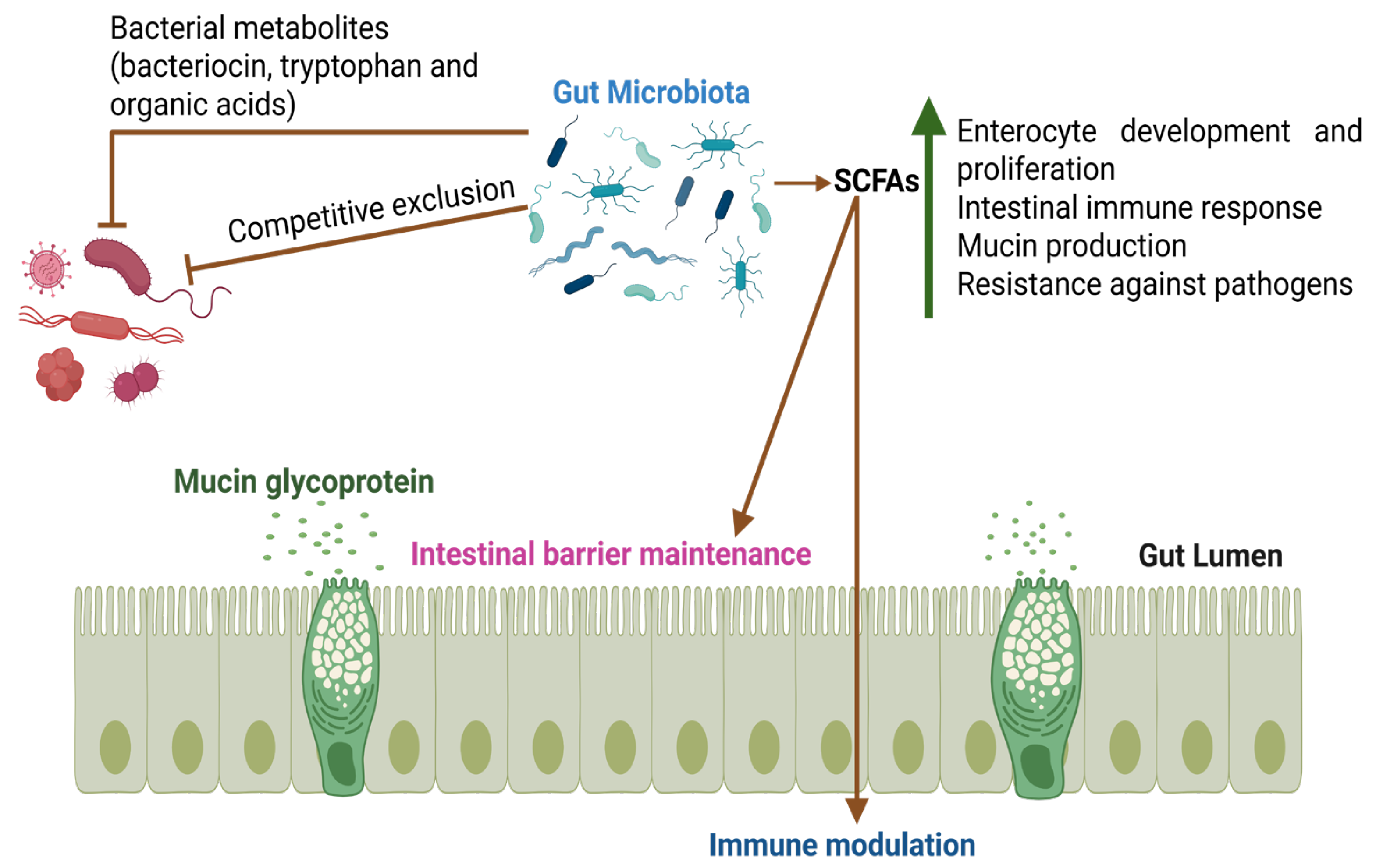 Gut Microbiota—Campylobacter jejuni Crosstalk in Broiler Chickens: A ...