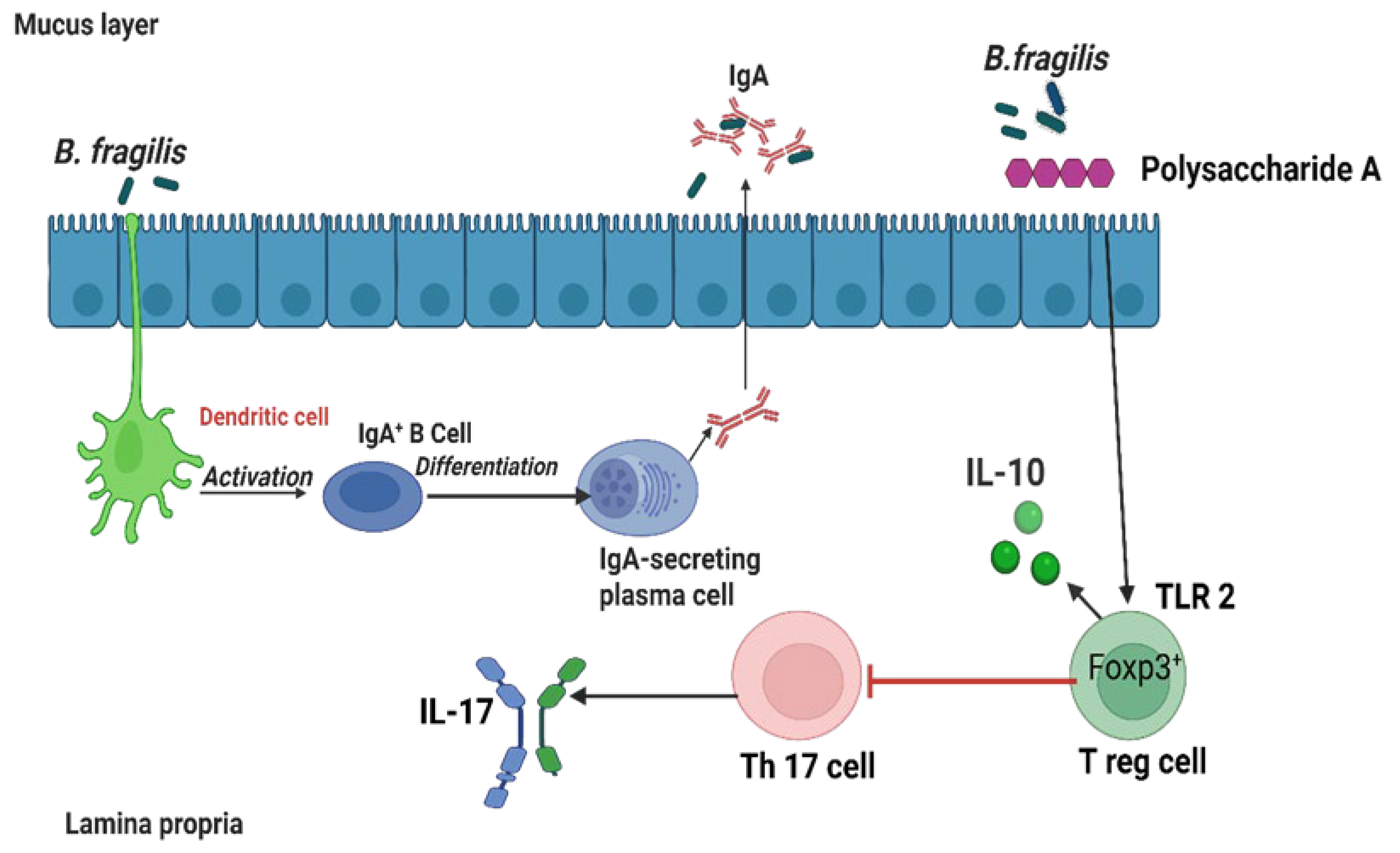 Gut Microbiota—Campylobacter jejuni Crosstalk in Broiler Chickens: A ...